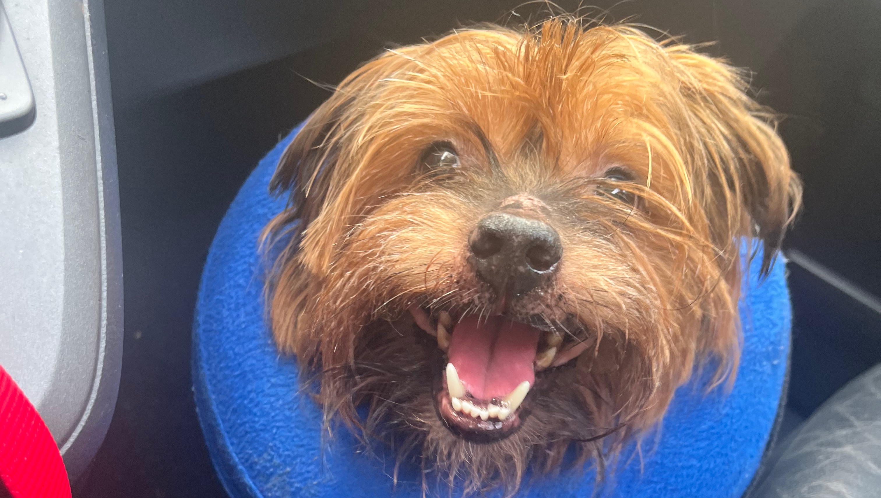 Fundraiser by Elizabeth Bender : Help Benji Overcome His Health Challenges