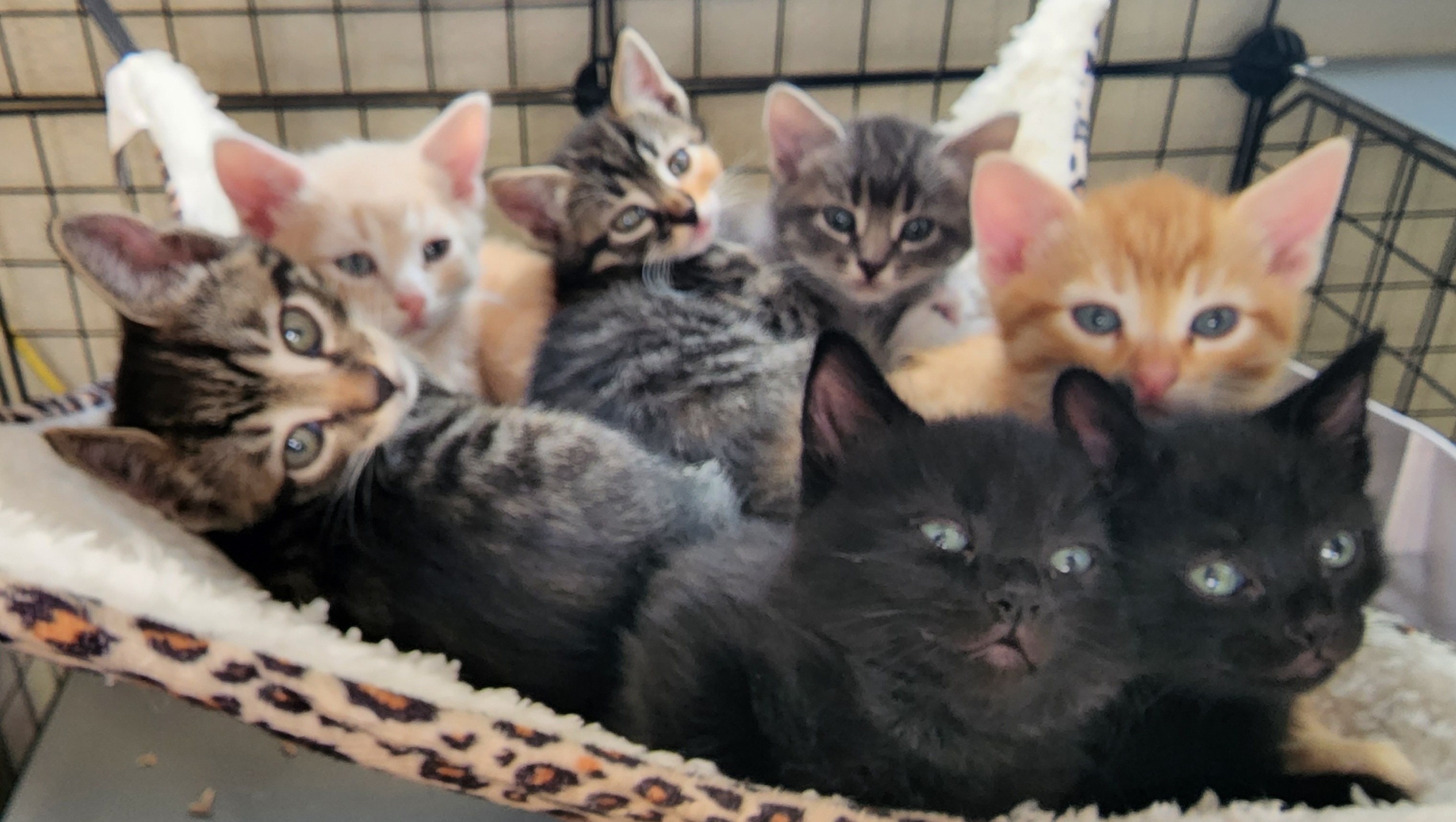 Fundraiser by Rebecca McCann : Help Us Empower Animal Rescue Groups