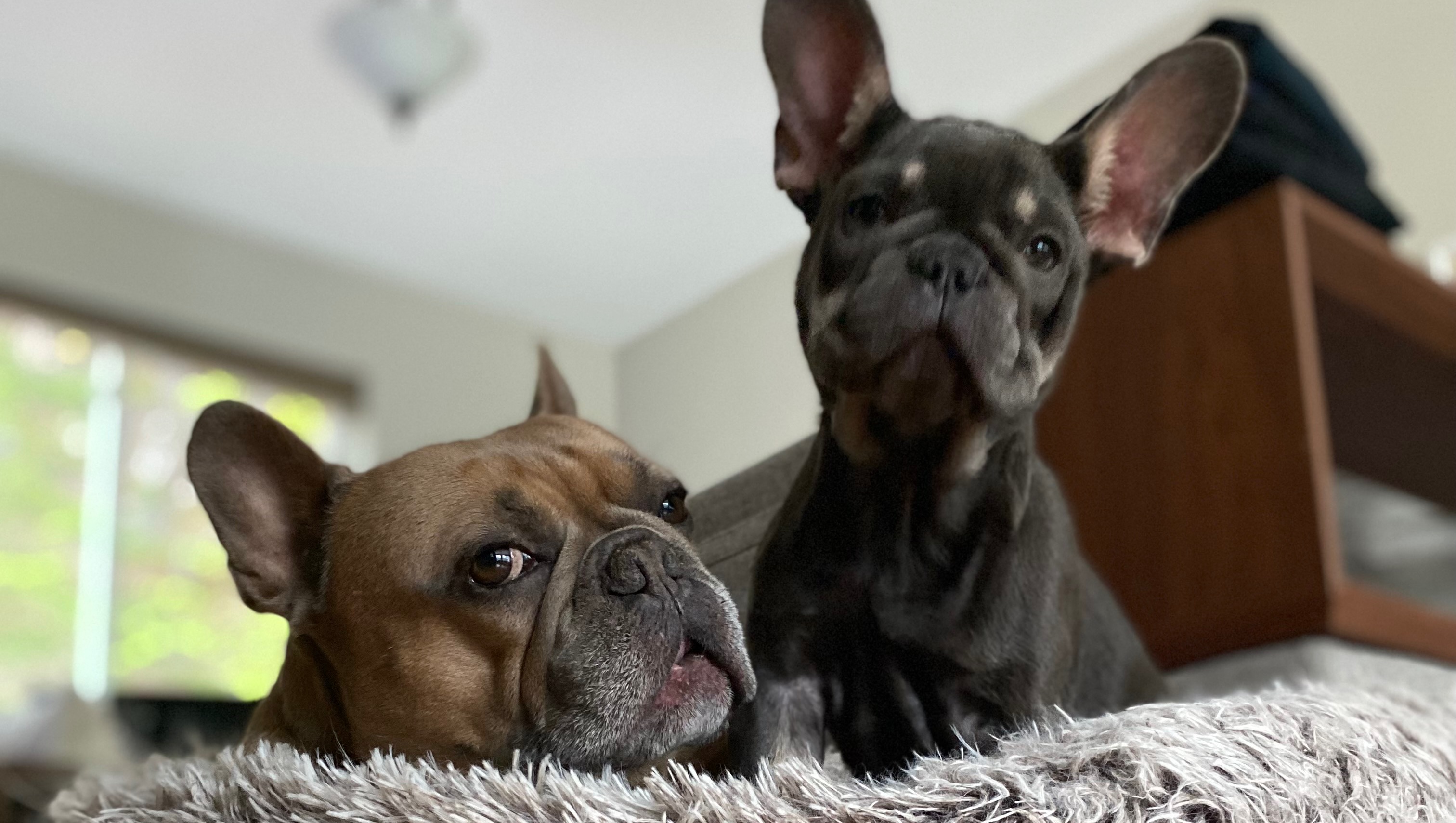 Fundraiser by Sachia Venter : Marmite, our frenchie puppy, needs surgery