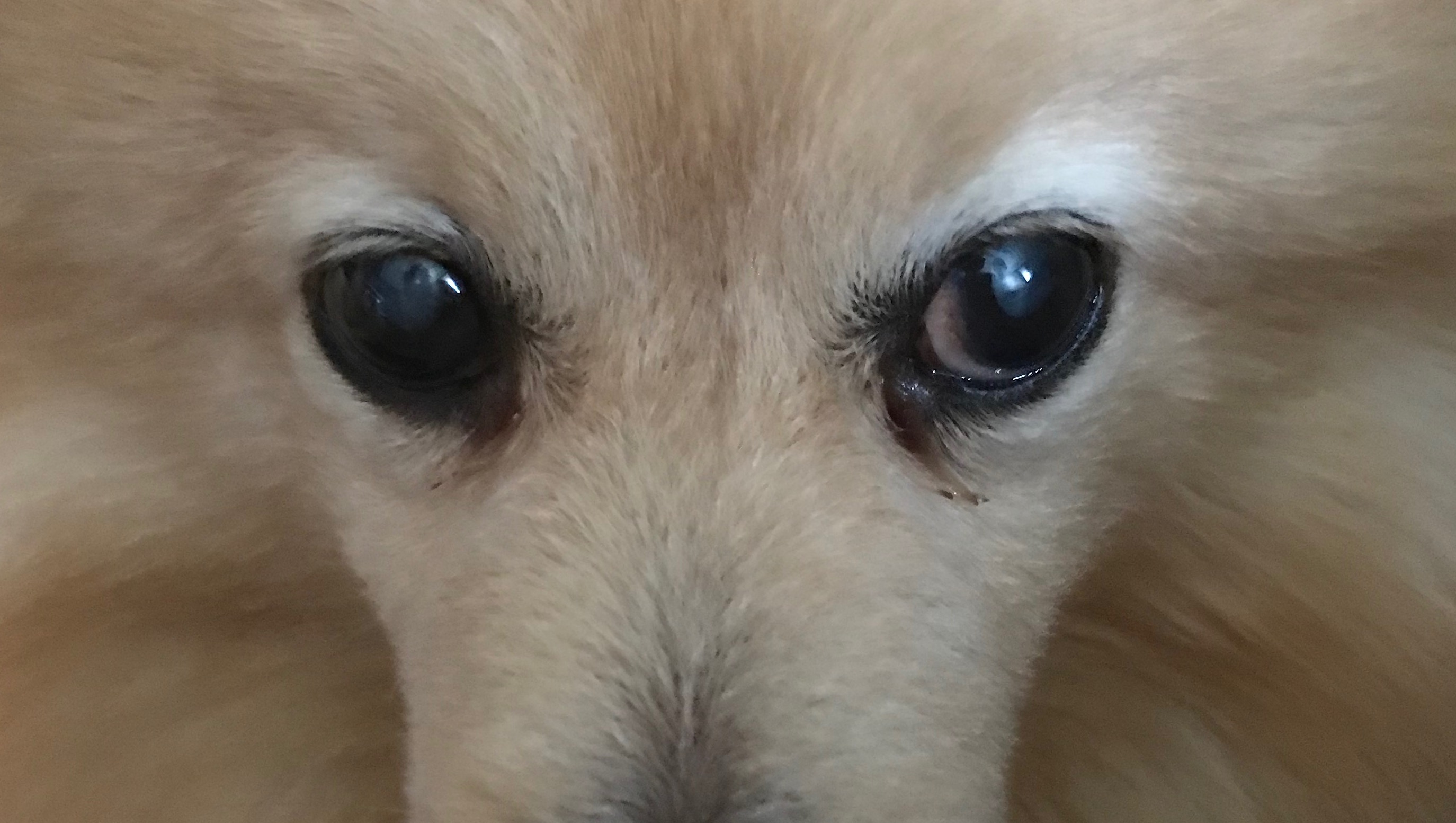Fundraiser by John Badby : Help with my Girl ️Who has cataracts