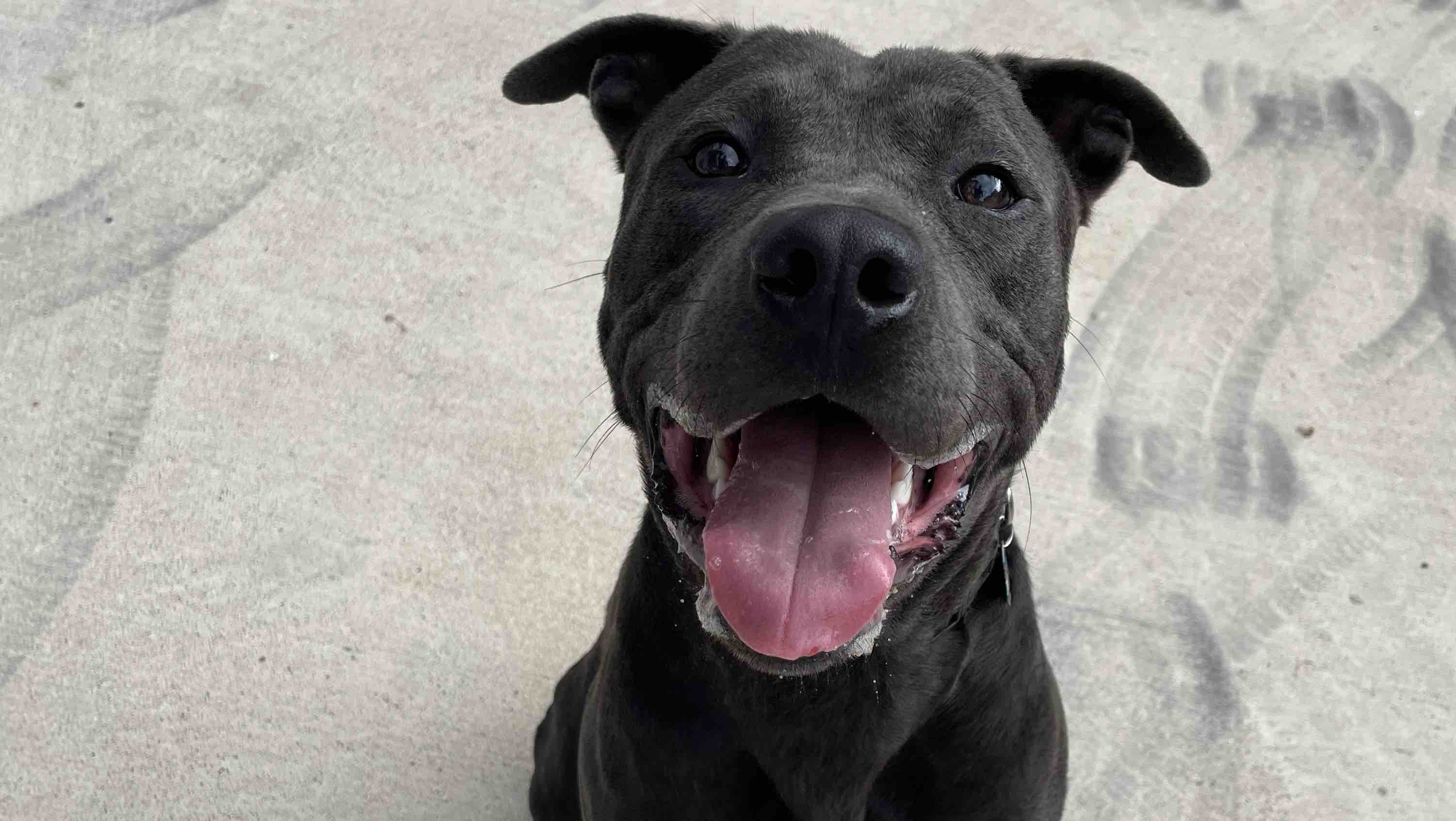 Fundraiser by Kylee Beheler : Help Hippo Heal: A Community Effort