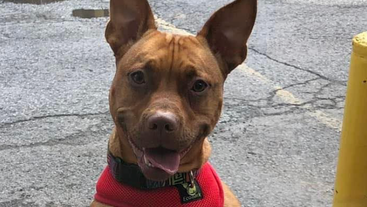 Fundraiser by Chelsea Timmons : Help Henny Run Again