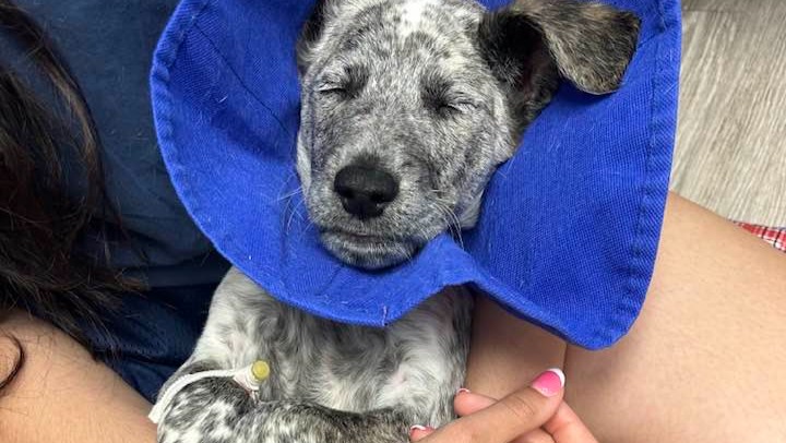 Fundraiser by Tracie Dawson : Help Bleu Overcome His Health Challenges