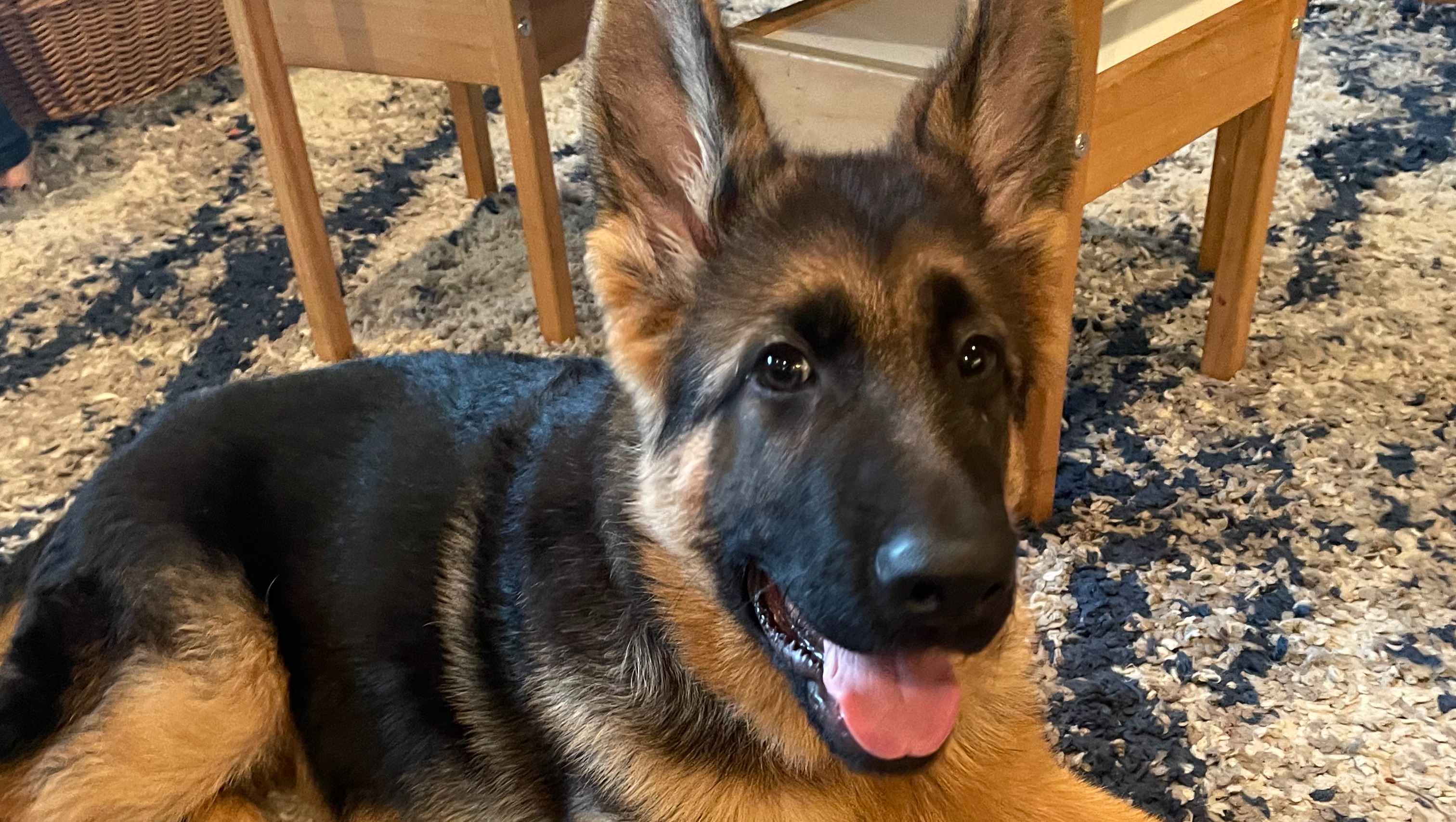 Fundraiser for Waylon Hartwick by Mollie Dvorak : Honor Taylor and ...