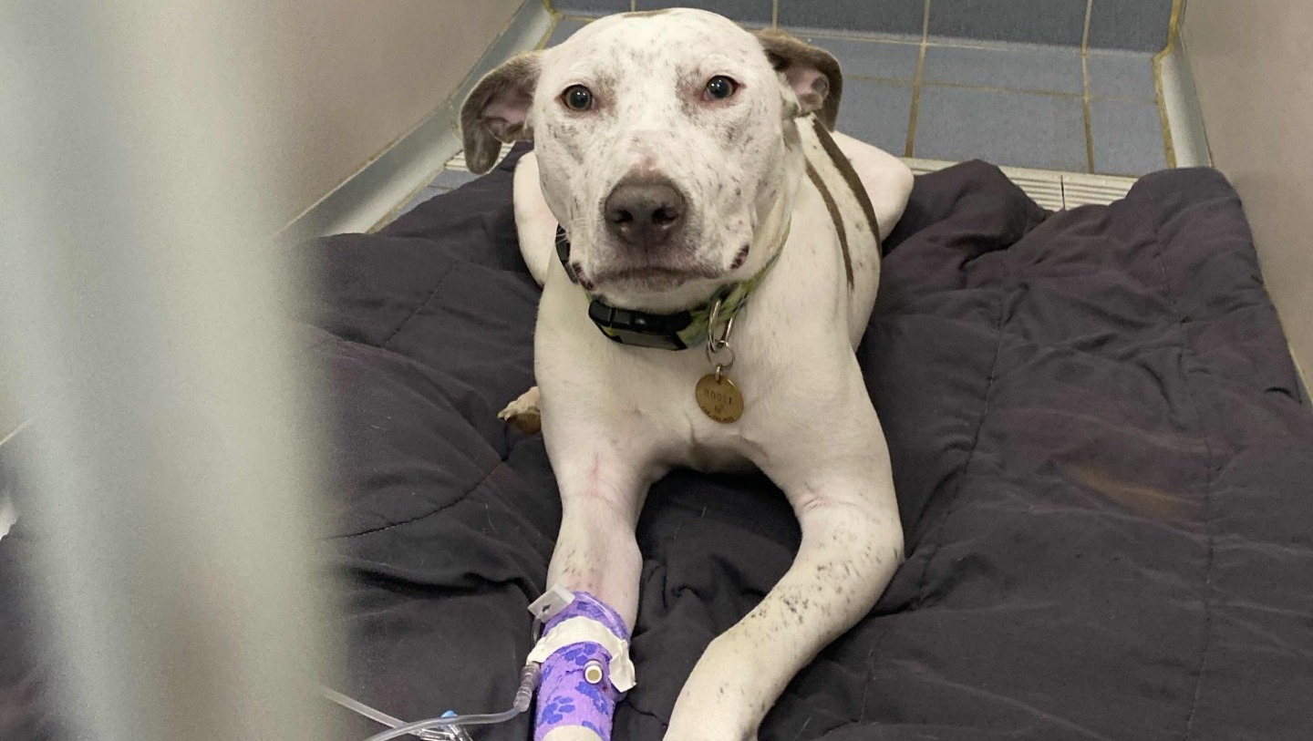 Fundraiser by Allison Dillon : Join Moose's Fight Against Unknown Illness