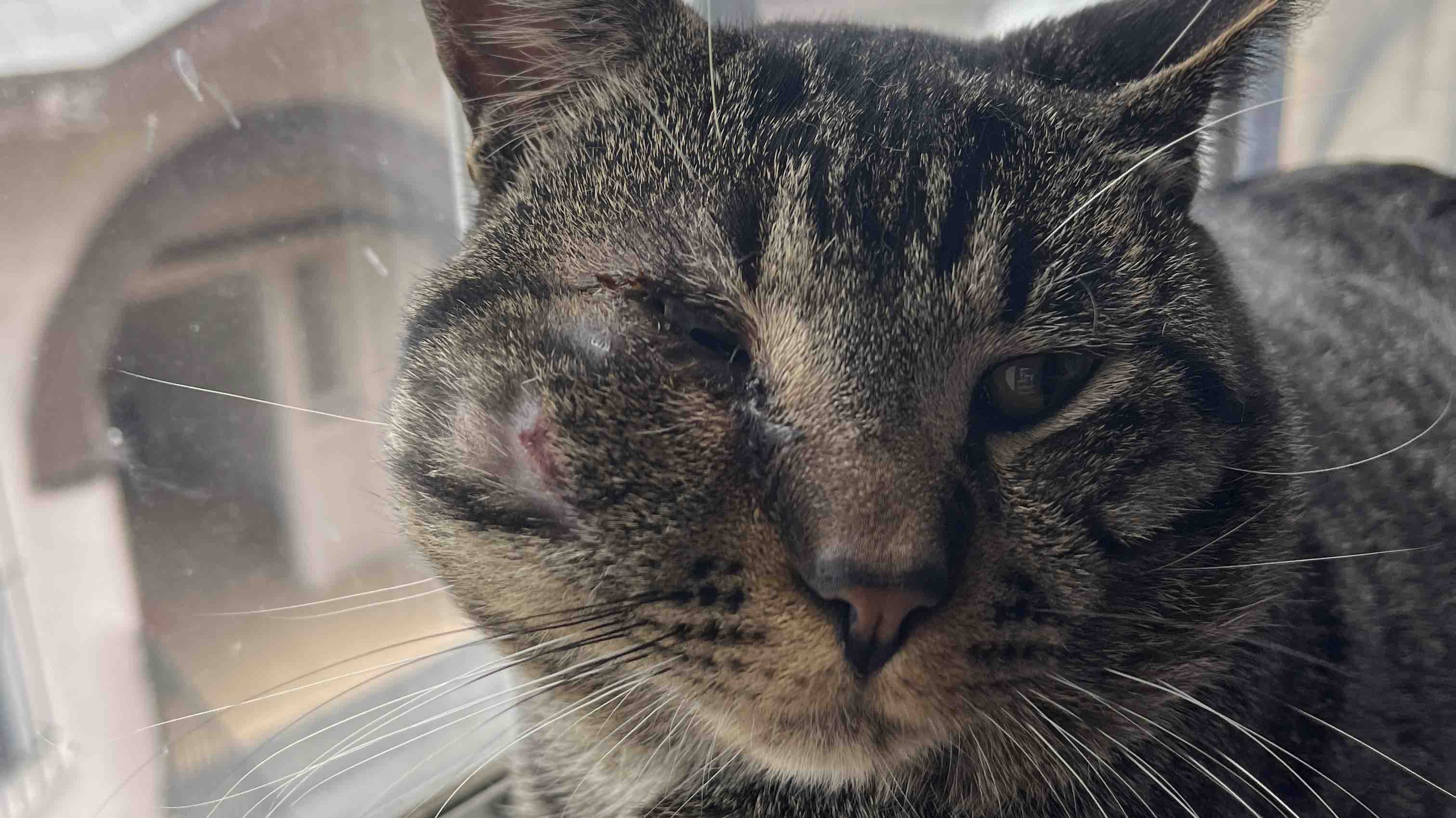 Fundraiser by Rey Rivas : Kai’s eye