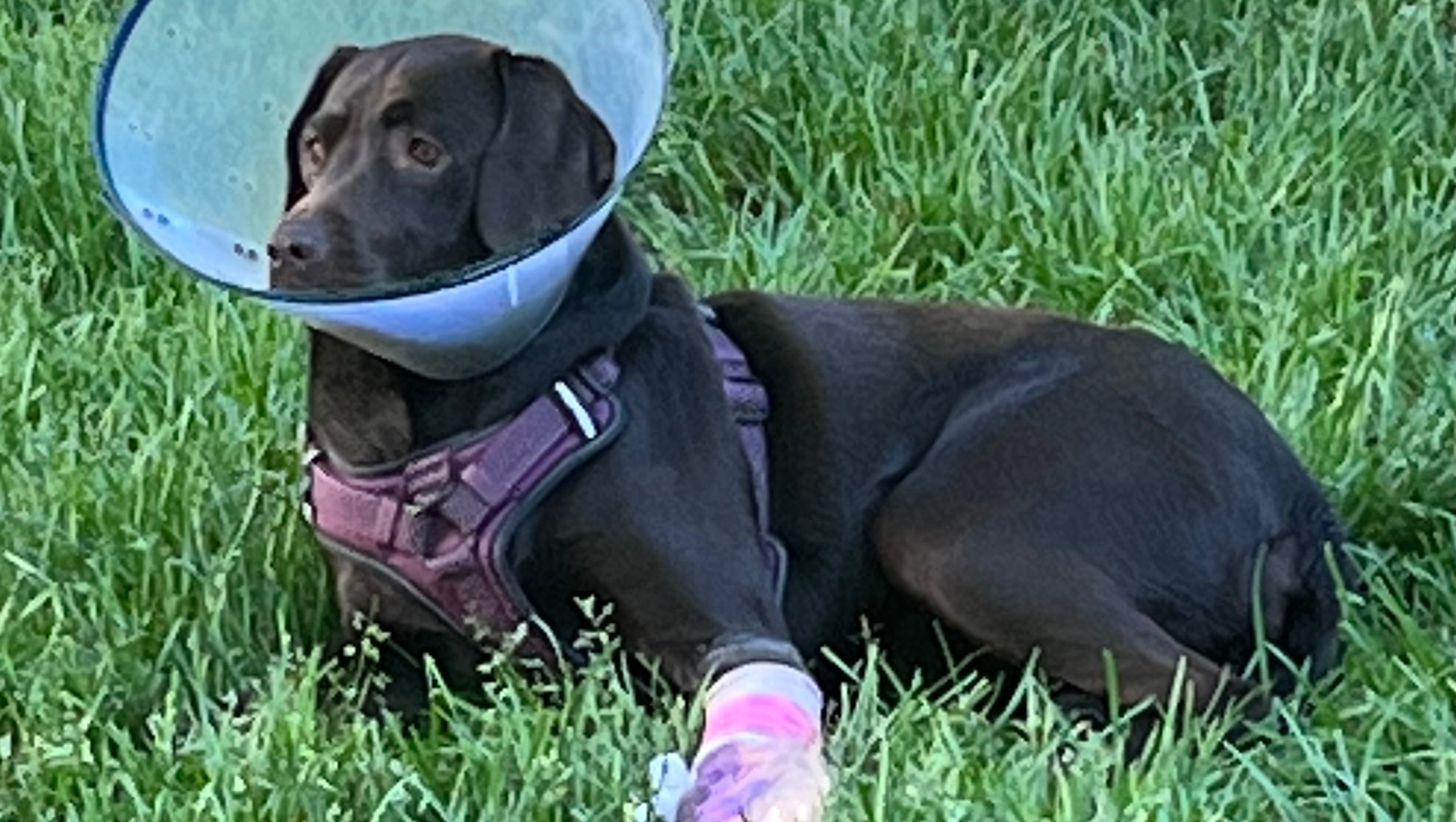 Fundraiser by Rene Dagostino : Support Coco's Journey to Recovery