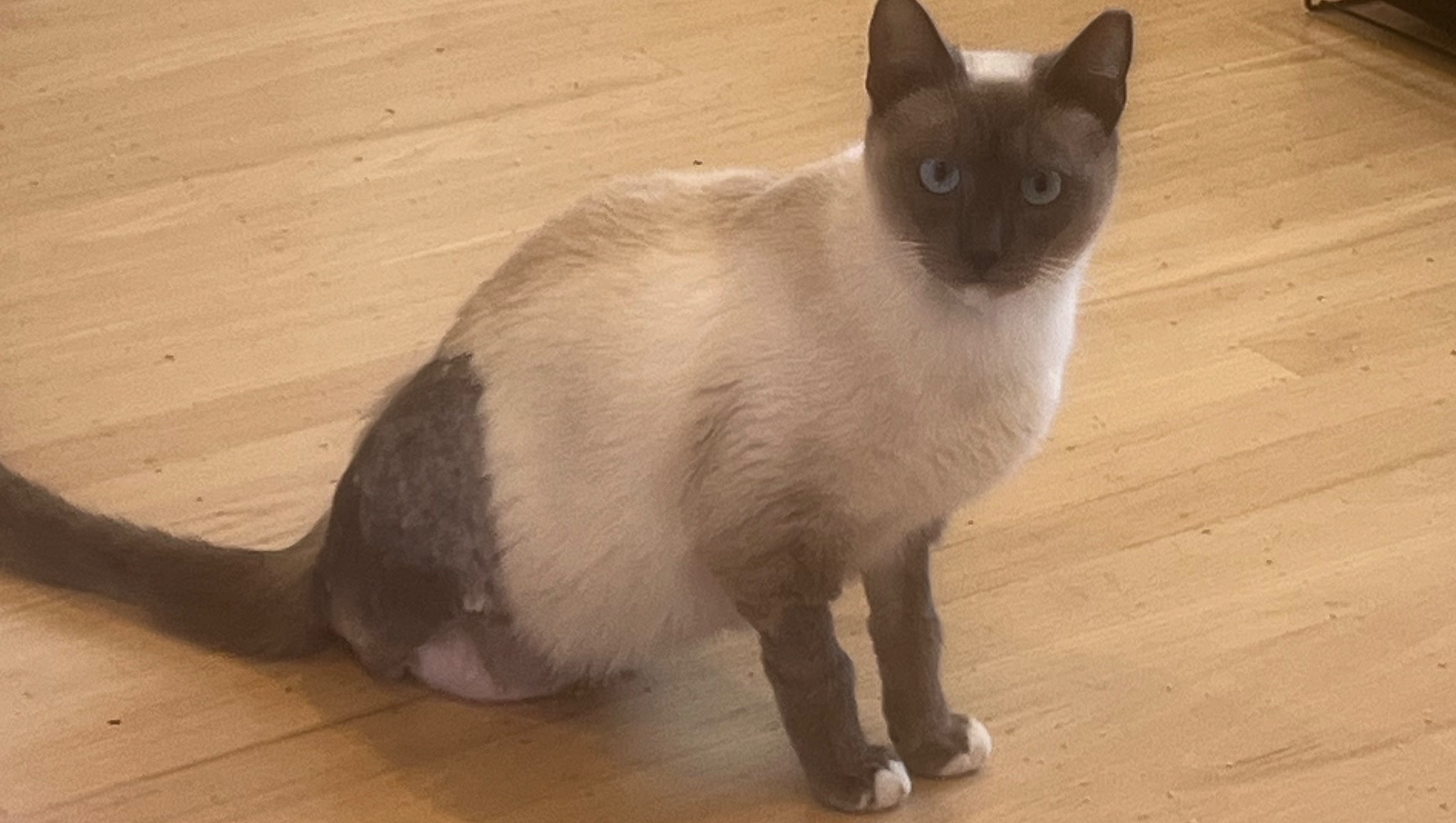 Fundraiser by Stefanie Moore : Help Caesar, the Tripod Cat, Find a Safe ...