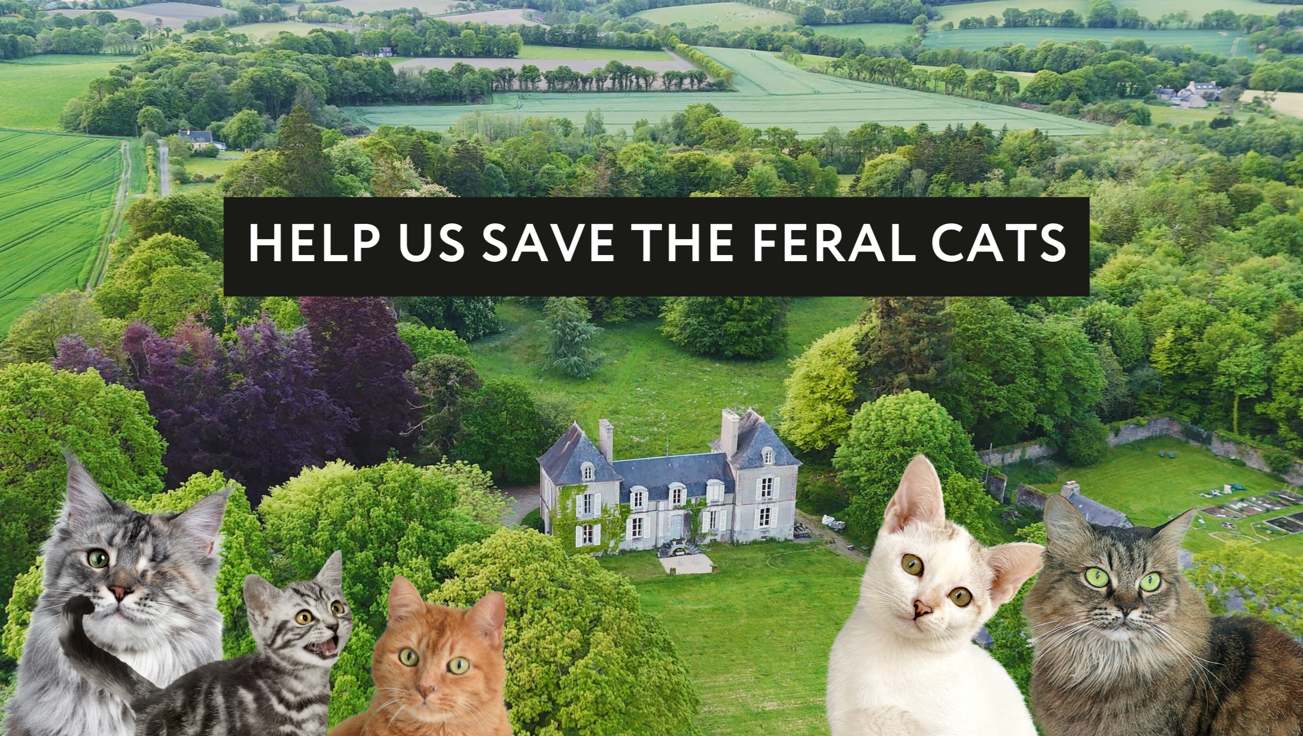 Fundraiser by Amanda Miller : SAVE A CAT! Help us SPAY and NEUTER Feral ...