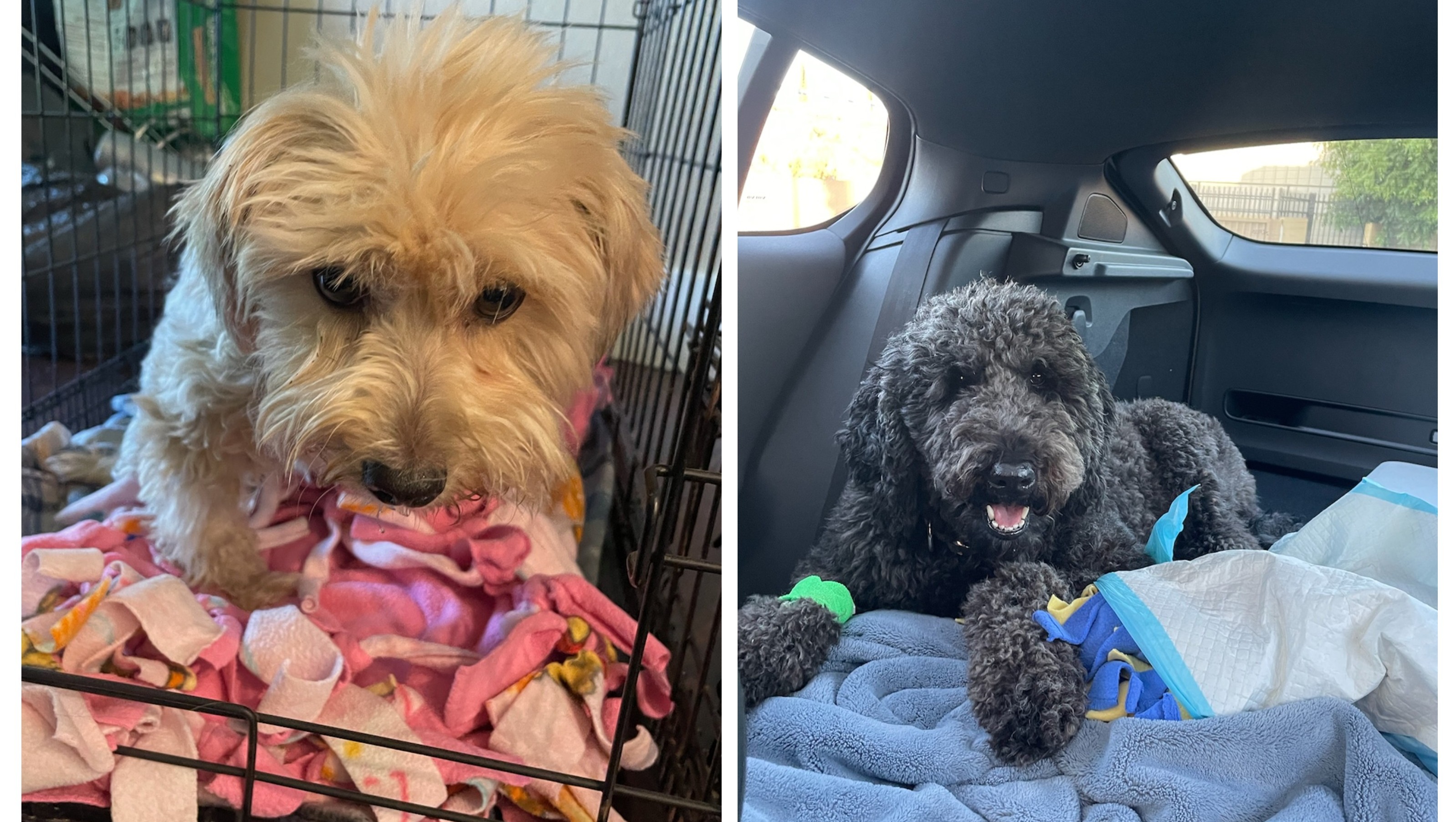 Fundraiser for DeAnna Buck by Miranda Rogers : Help DeAnna Buck with ...