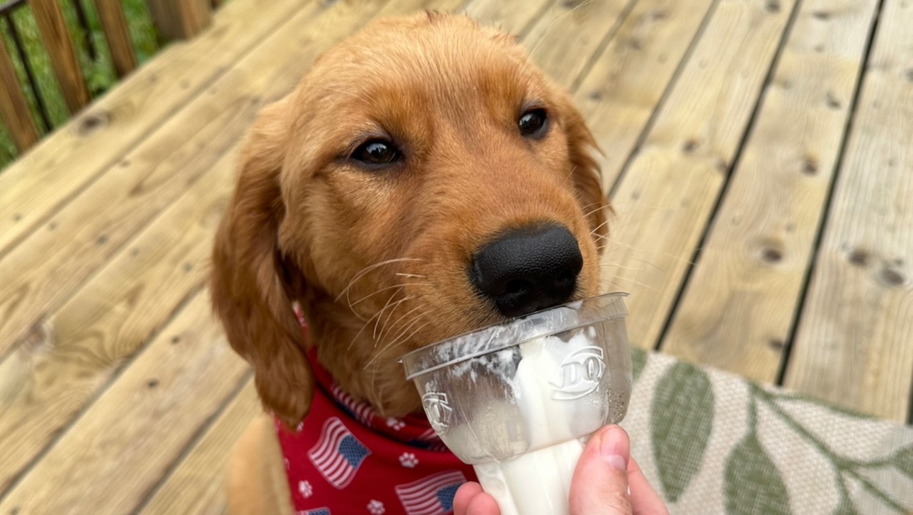 Fundraiser by Jordan Stolle : Help us Save Nalahs Legs