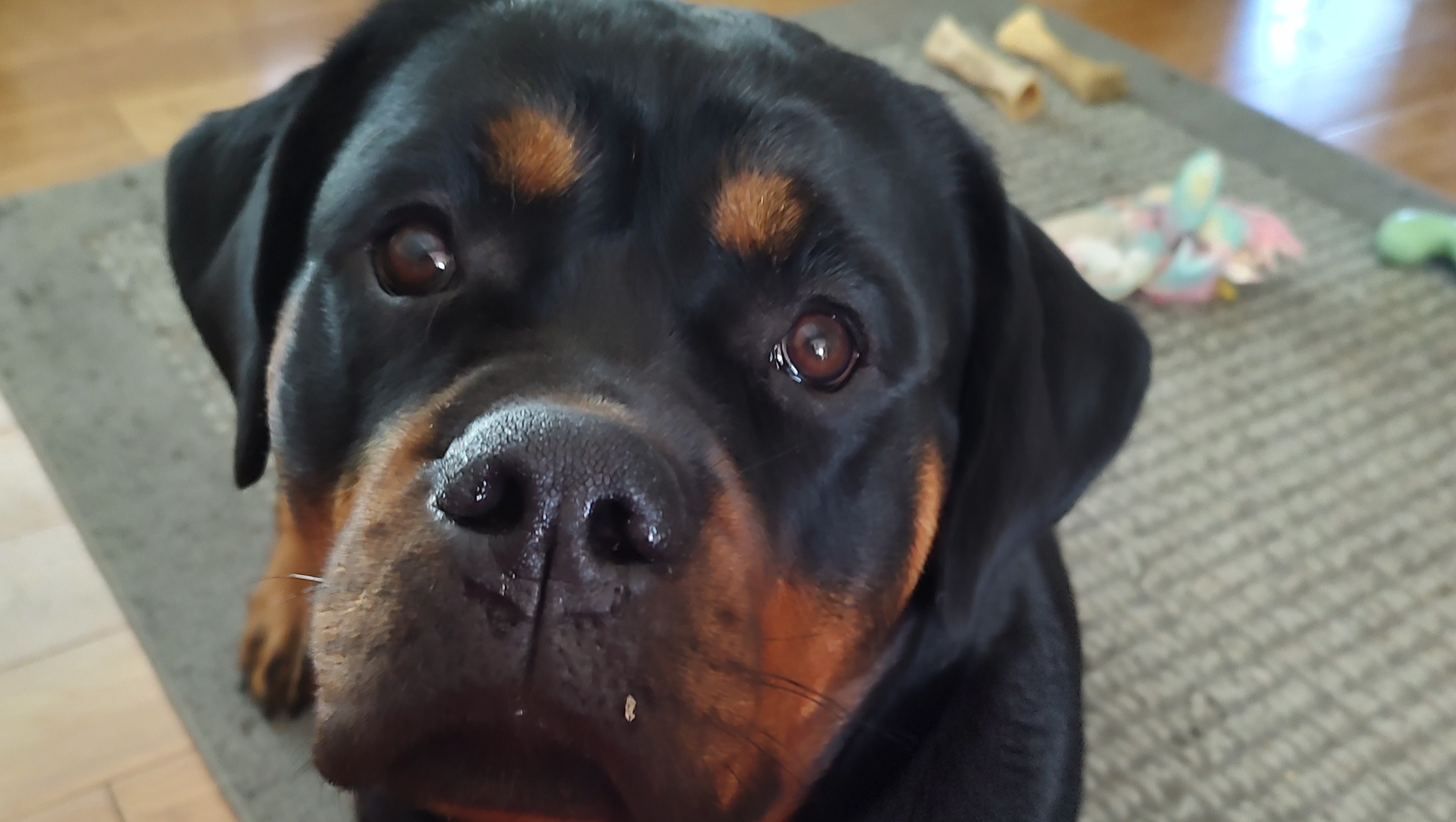 Fundraiser by Mary Thackeray : Help Raven Overcome Her Health Challenges