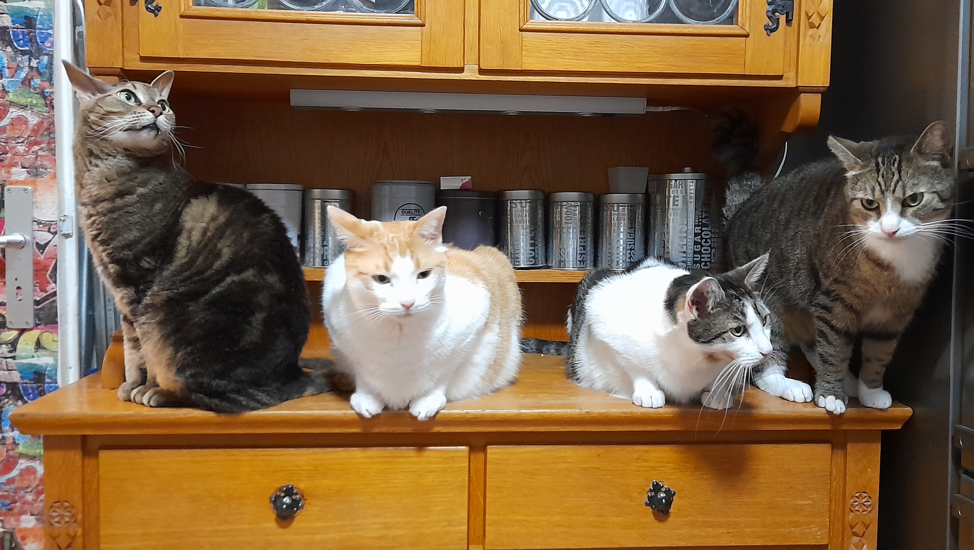 Fundraiser by Bianca Später : Sam Simba Jack und Lucky sind krank