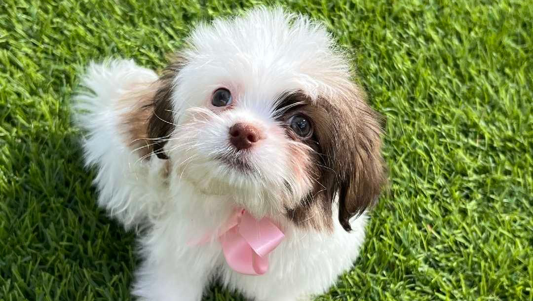 Fundraiser by Kimberly Siket : Please HELP Daisy, Fight Parvo