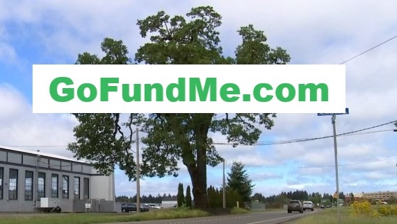 Fundraiser by Su Sikora on behalf of Tree : Save the Old Oak Tree by ...