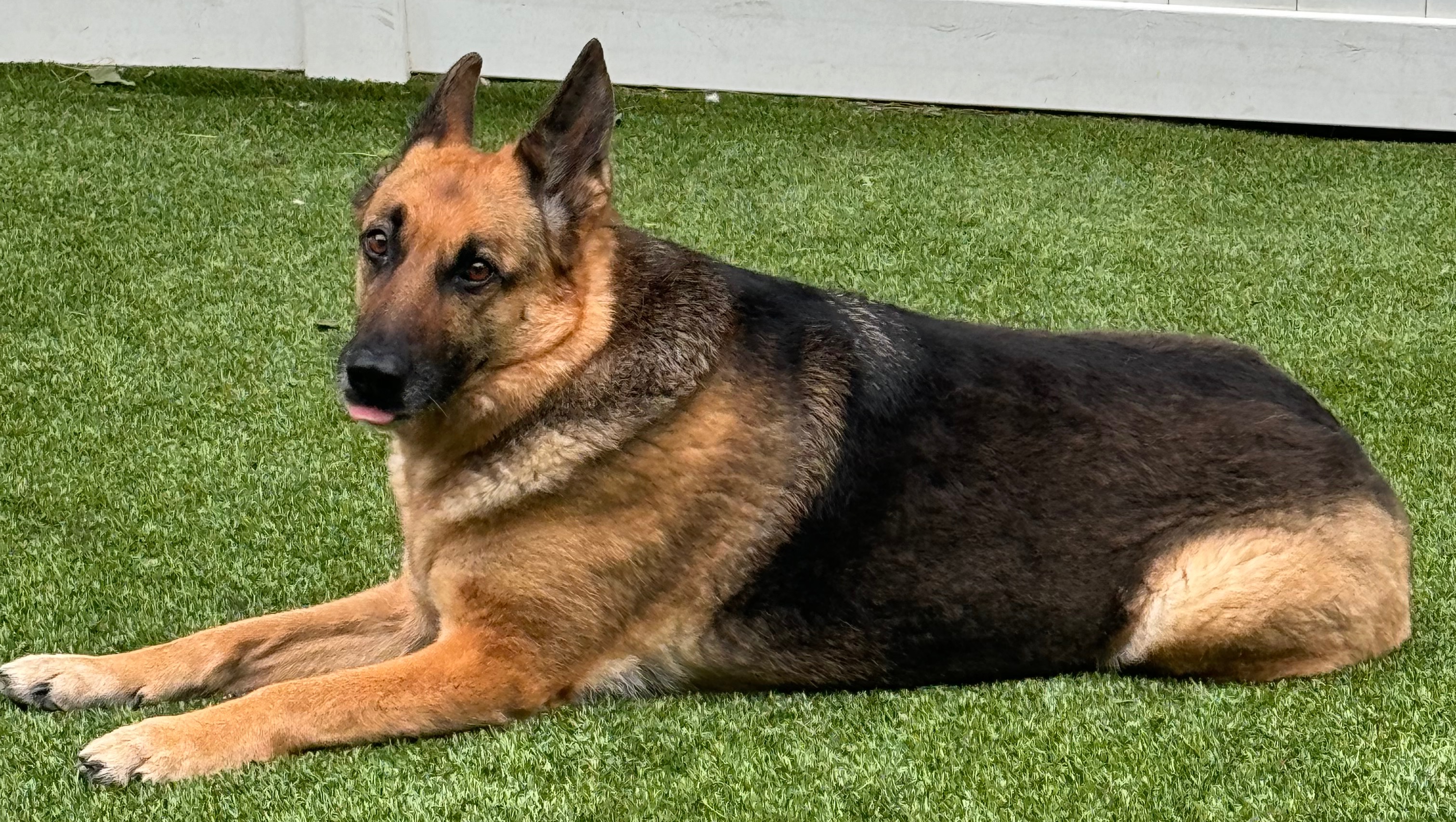 Fundraiser by Denise Erb : Support for Callie's Urgent Medical Care