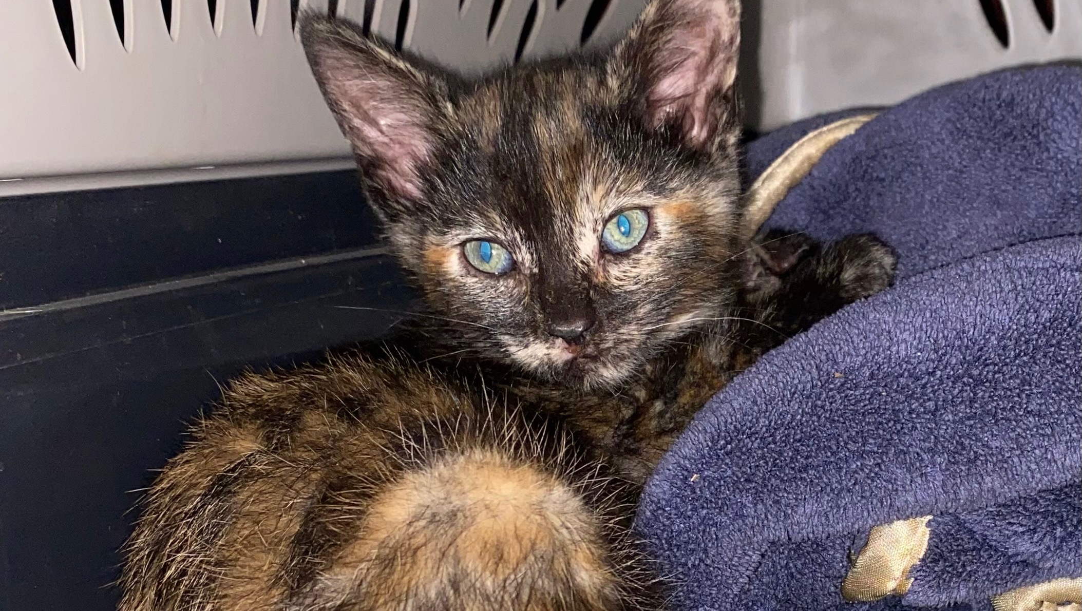 Fundraiser by Caity Judd : Help Clover Become a Happy Tripod Cat