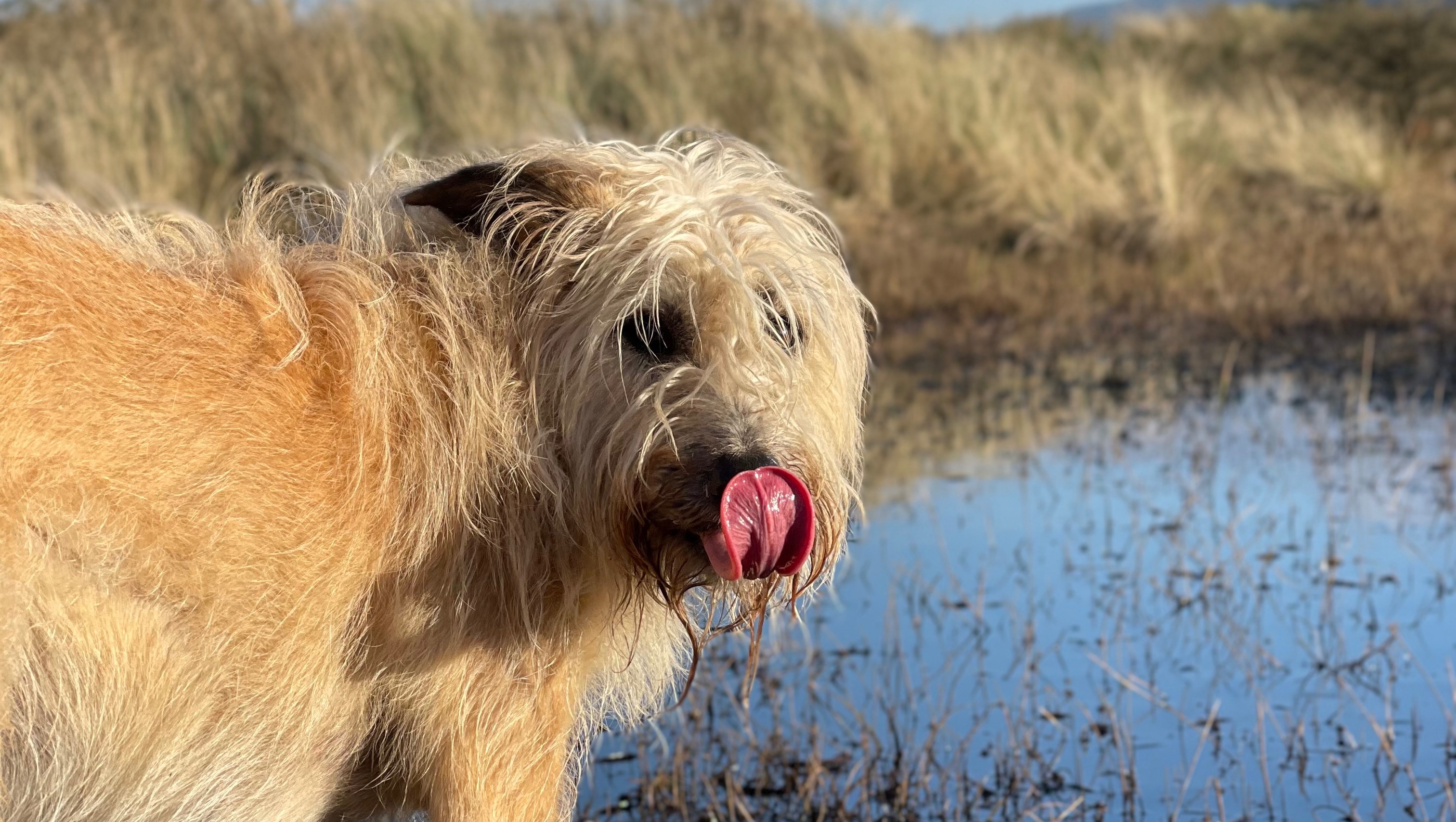 Fundraiser by Toby Zelt : Help Toby Protect Dogs and People from Toxic ...