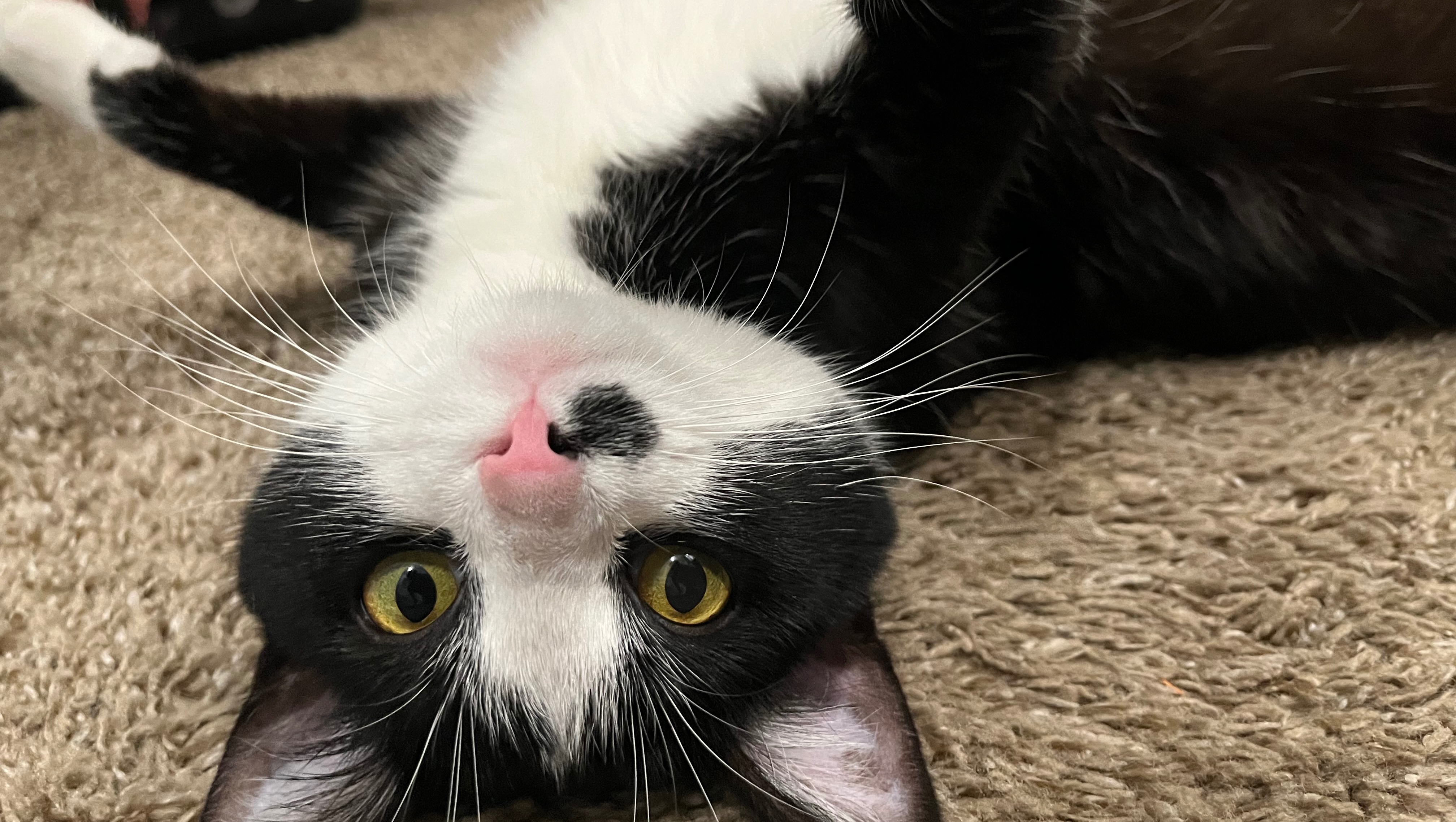 Fundraiser by Madison Hendrix : Support Miso's Journey to Recovery