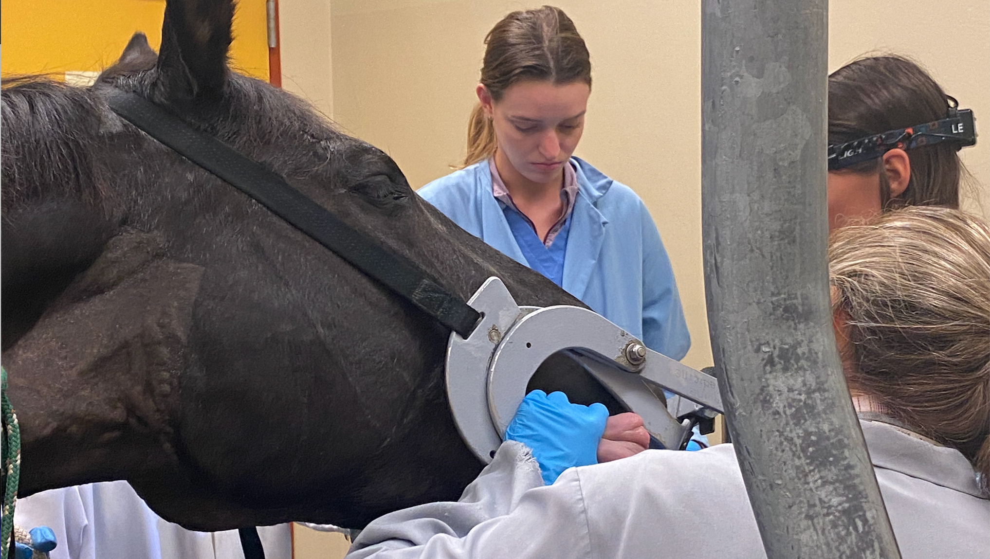 Fundraiser by Holly Sheehan : Support Decco's Healing Journey