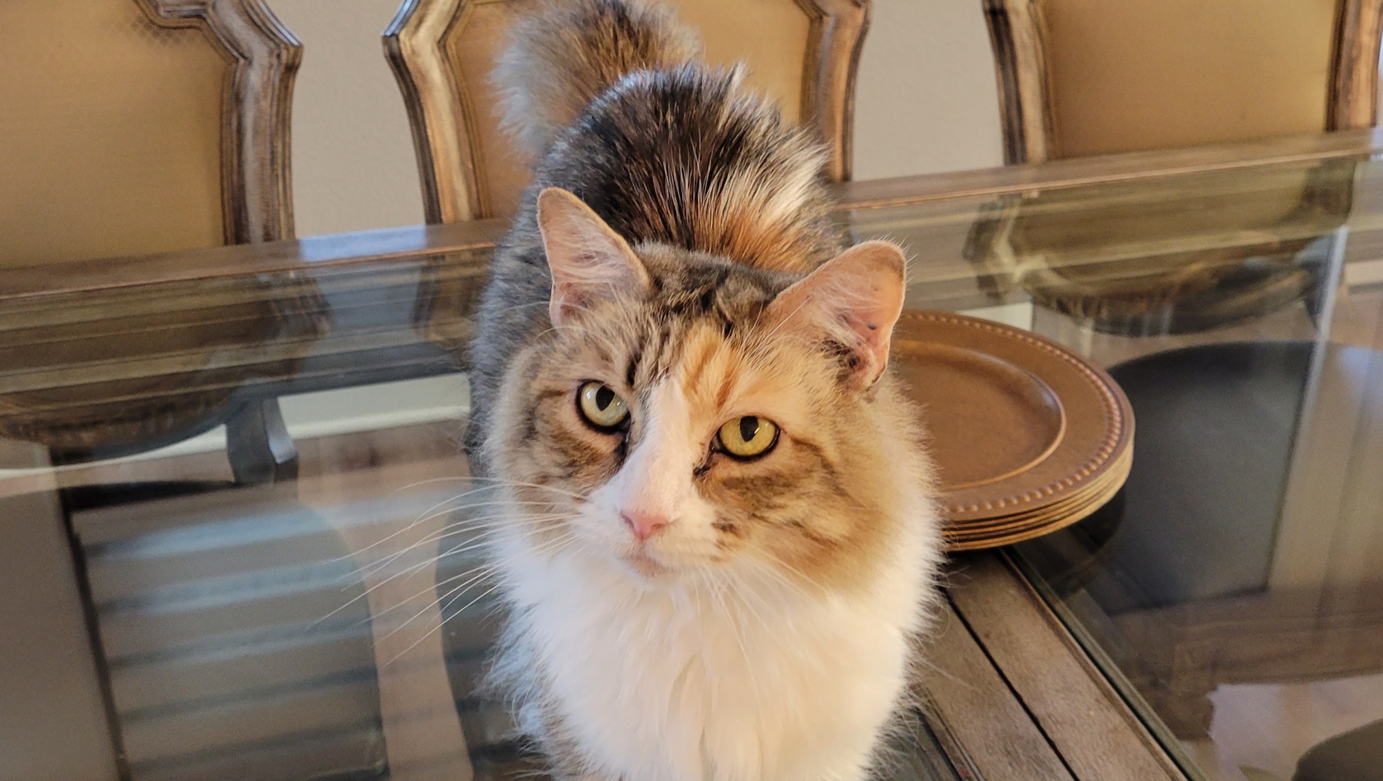 Fundraiser by Hannah Yeates : Help Beth the Calico Cat Get Her Surgery