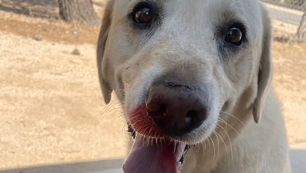 Fundraiser by Cameron Baur : Support Baxtar's Fight Against Cancer