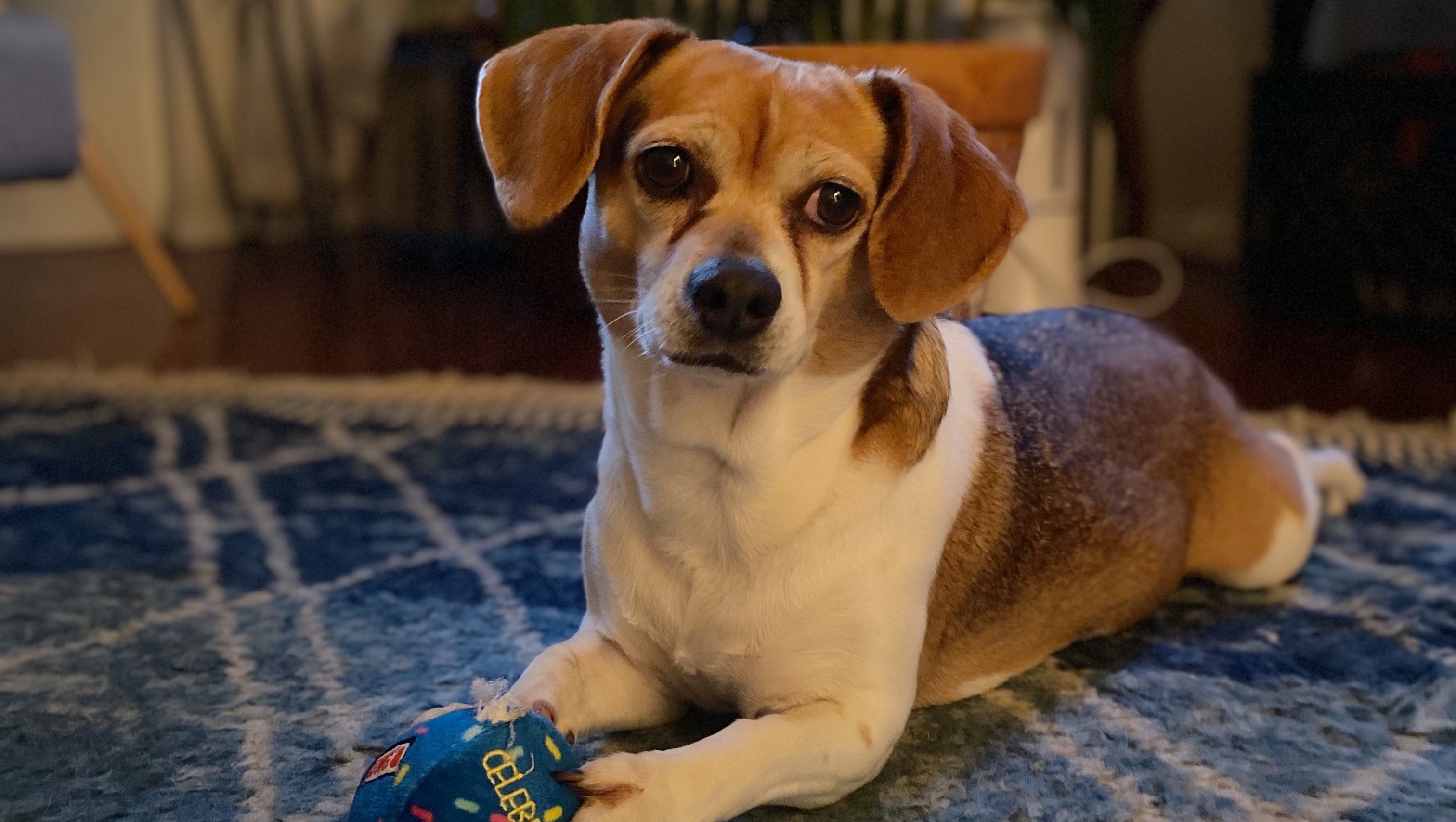 Fundraiser by Kelly Berezansky : Support Annie's Surgery and Recovery