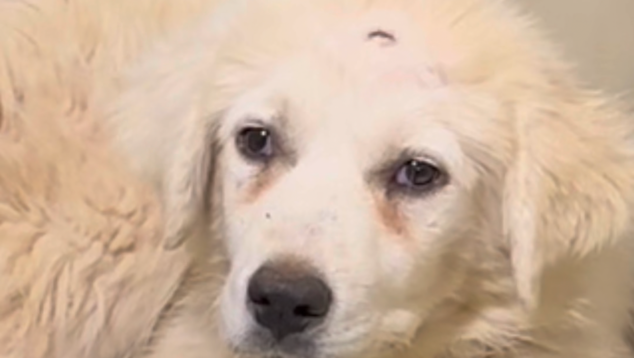 Fundraiser by Courtney Clerico : The Phoebe PLUS Fund