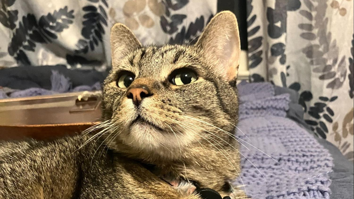 Fundraiser by Joshua Hill : Support Gustav Meowler’s Recovery with ...