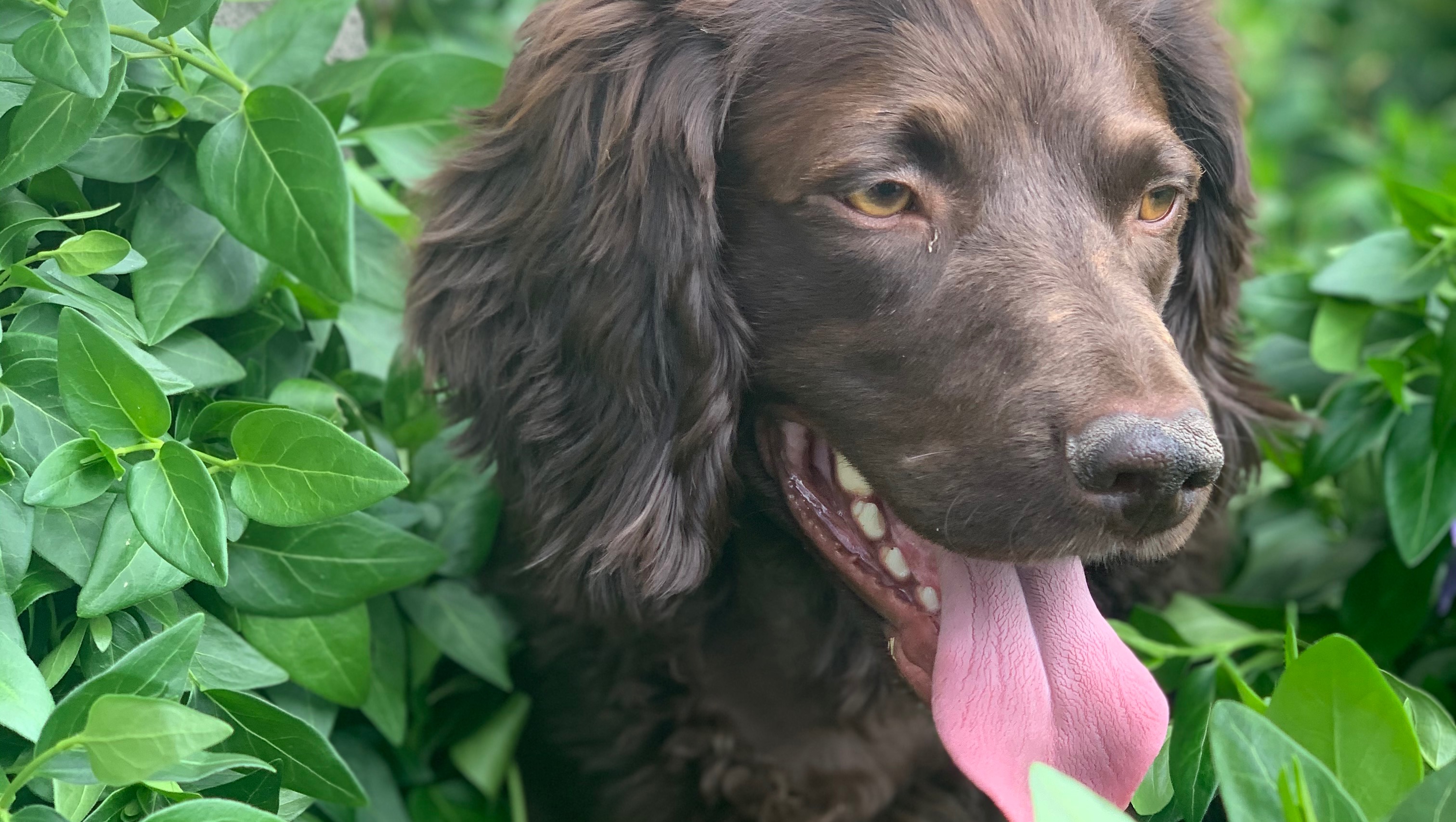 Fundraiser by Sara Boykin : Support Chewbacca's Fight for Health