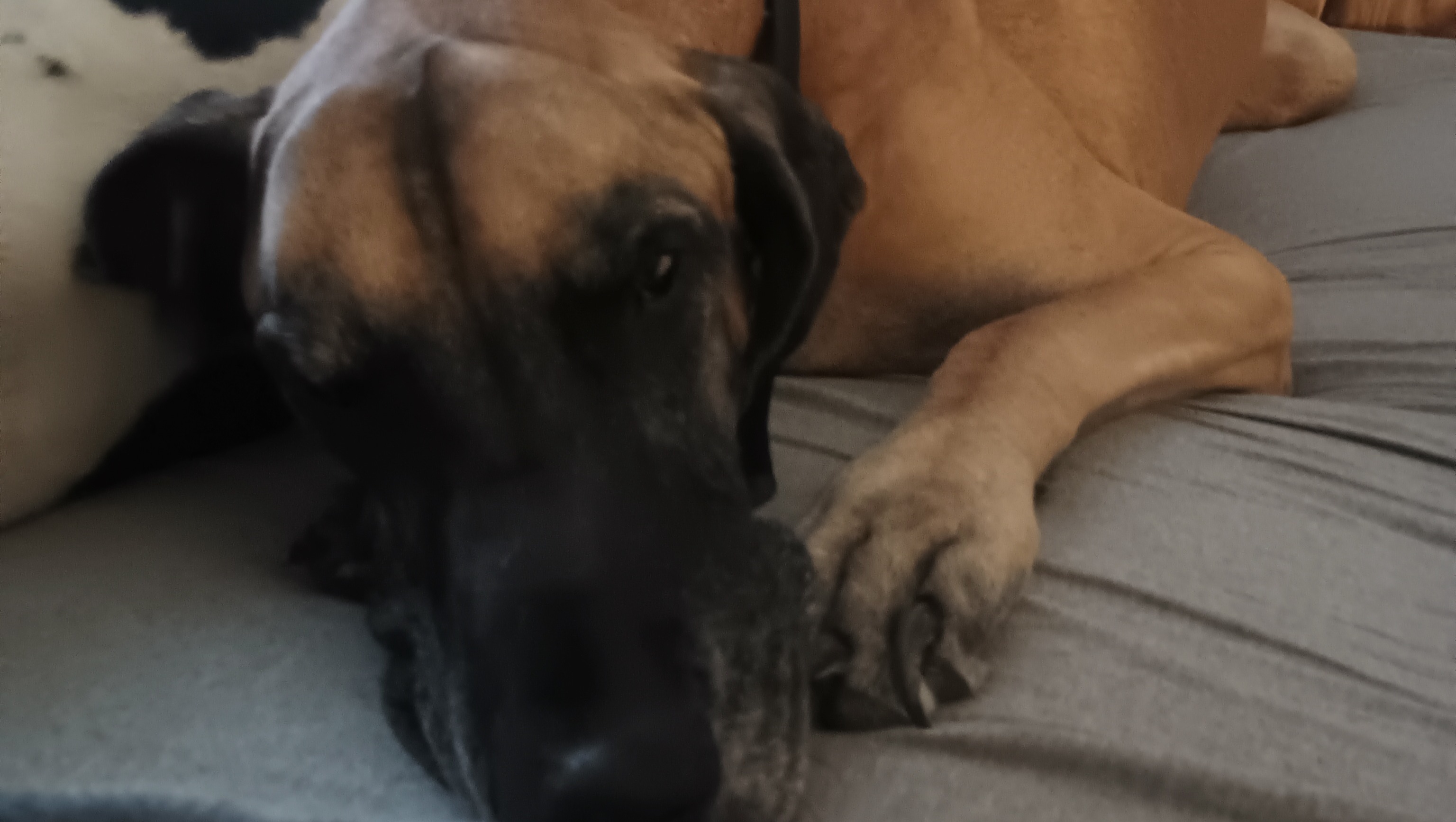 Fundraiser by Marilou Green : Help Hercules Heal: Great Dane in Need
