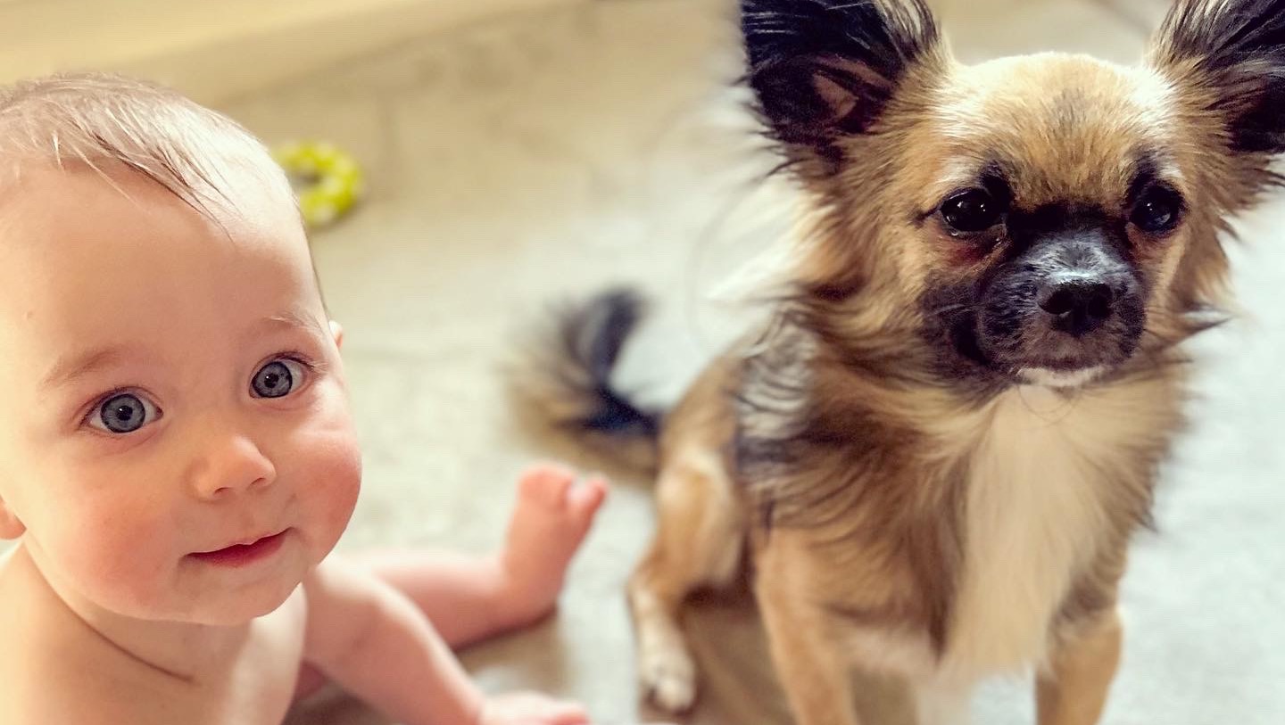 Fundraiser by Jade Maloney : Help Brutus come home ️