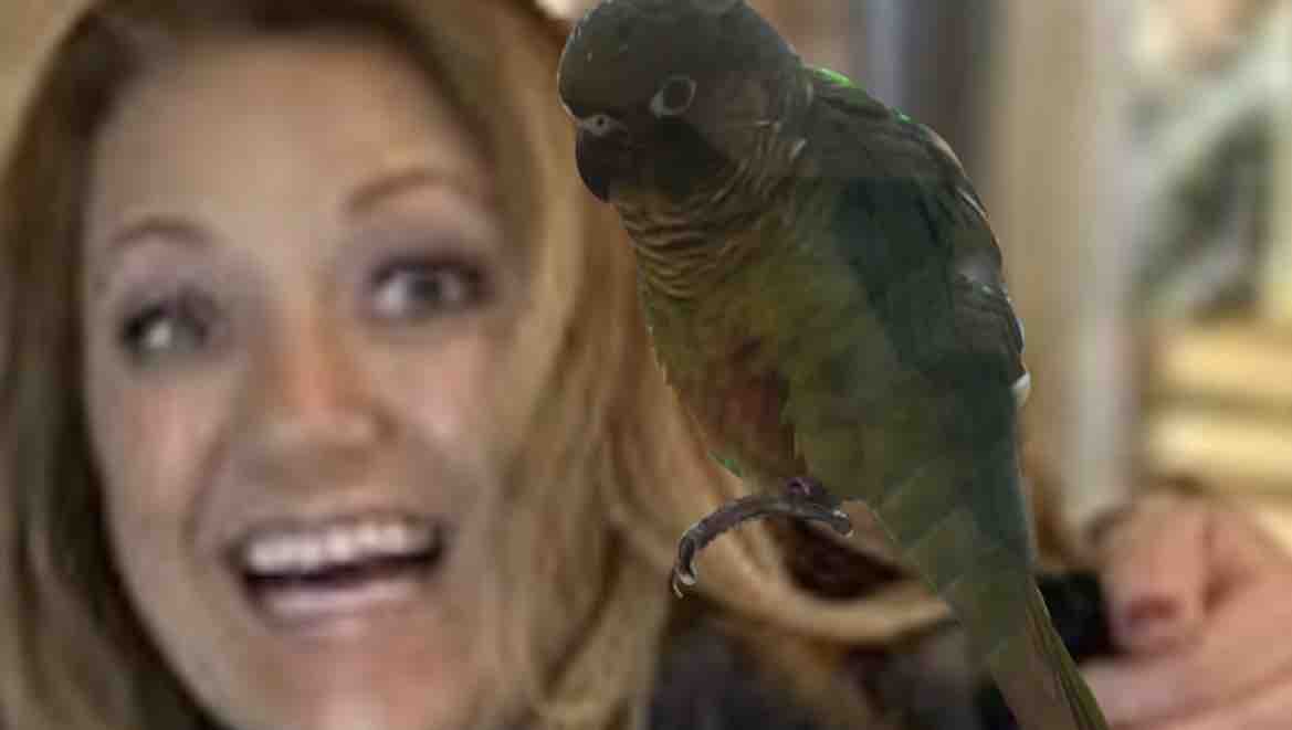 Fundraiser by Haley Trudel : Get Jen her bird!