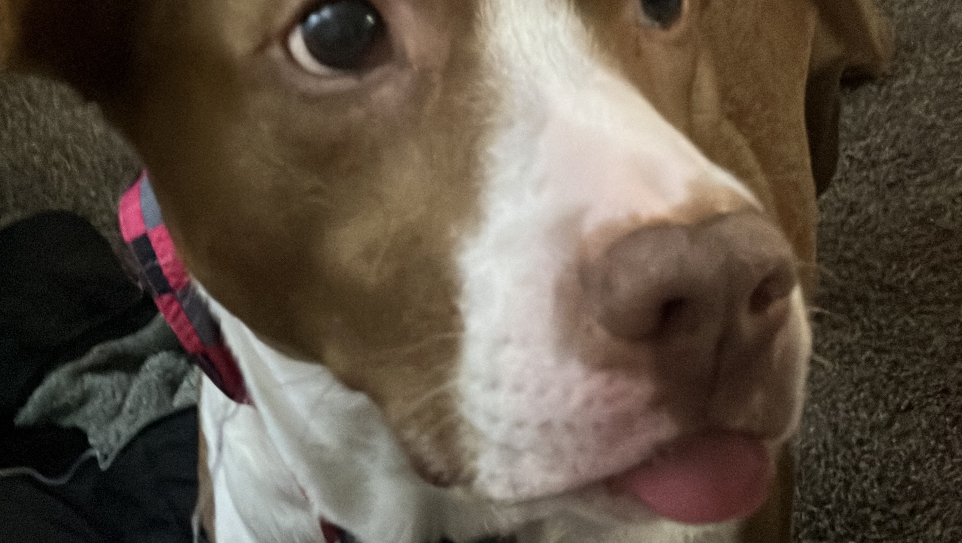 Fundraiser by Ambor Gavlick : Help Layla Heal from Traumatic Injury