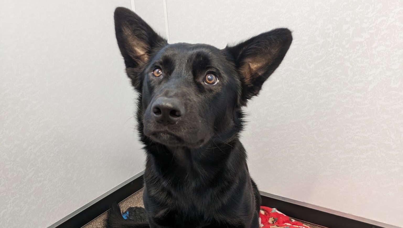 Fundraiser by Caitlin Hodgson : Buzz’s life saving treatment