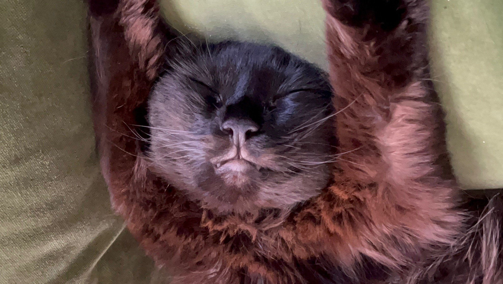 Fundraiser by Jacob Baca : Help Poe Keep All Four