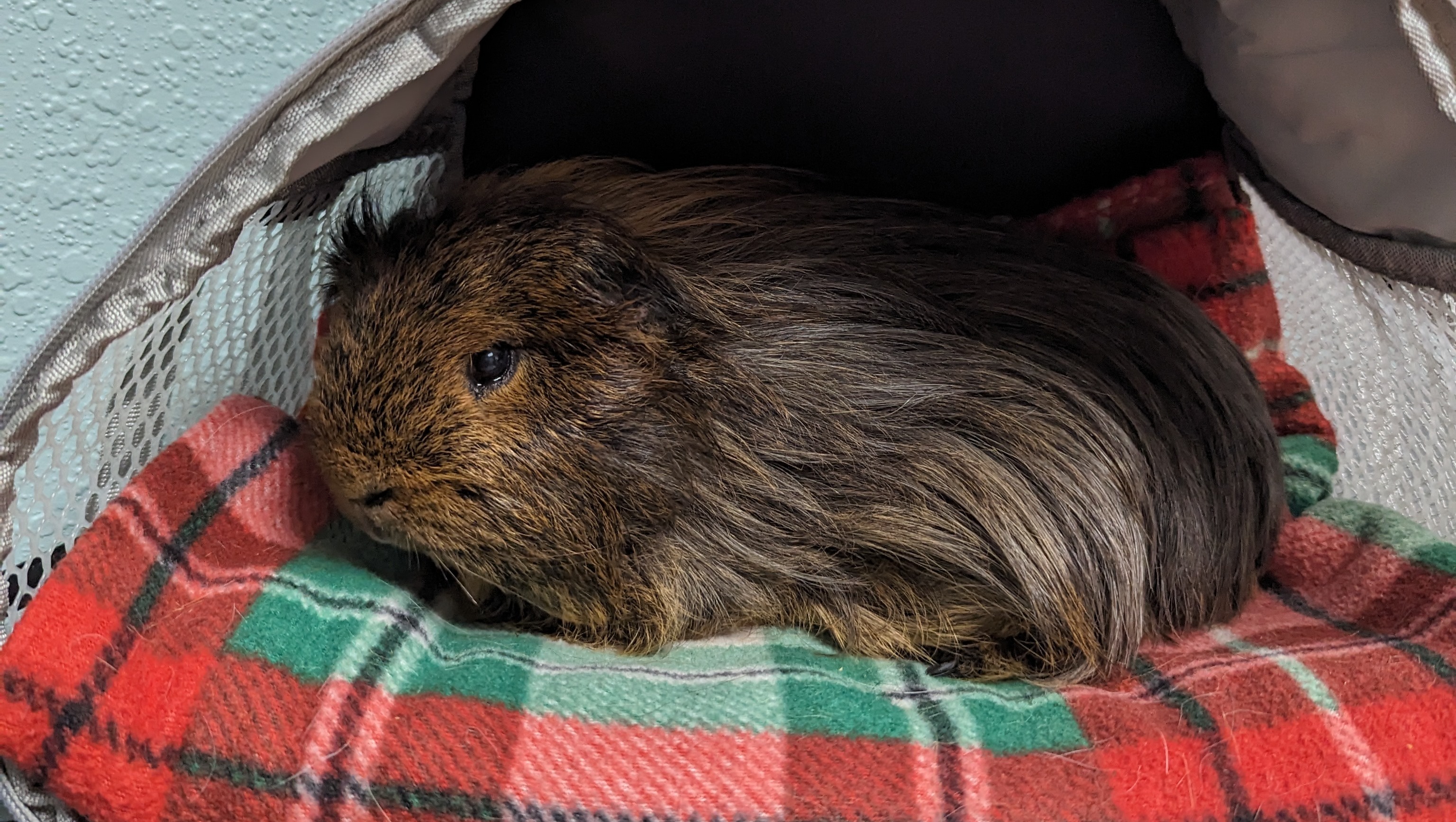 Fundraiser by Jaden Troglia : Fund Chicken Nugget's Emergency Surgery