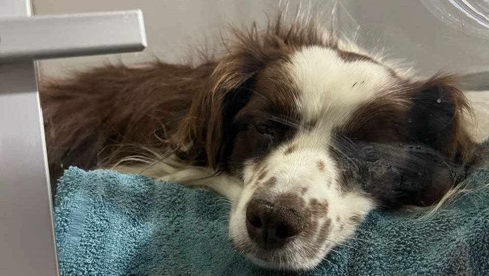 Fundraiser for Sarah Mallon by Eryn Bagley : Donate for Moon's ...