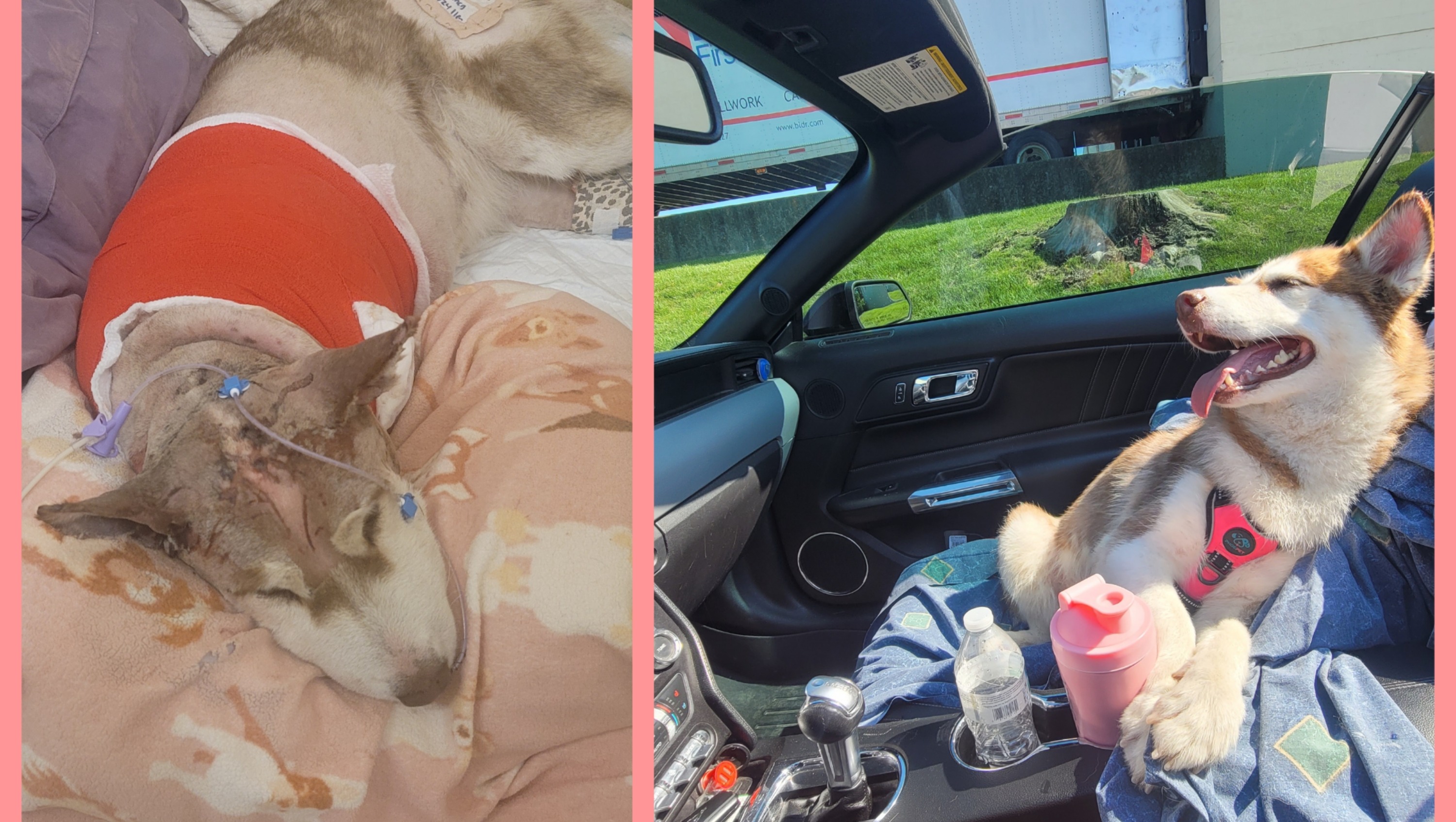 Fundraiser by Stephen McAfee : Join Stephen in Saving Luna, His Beloved ...