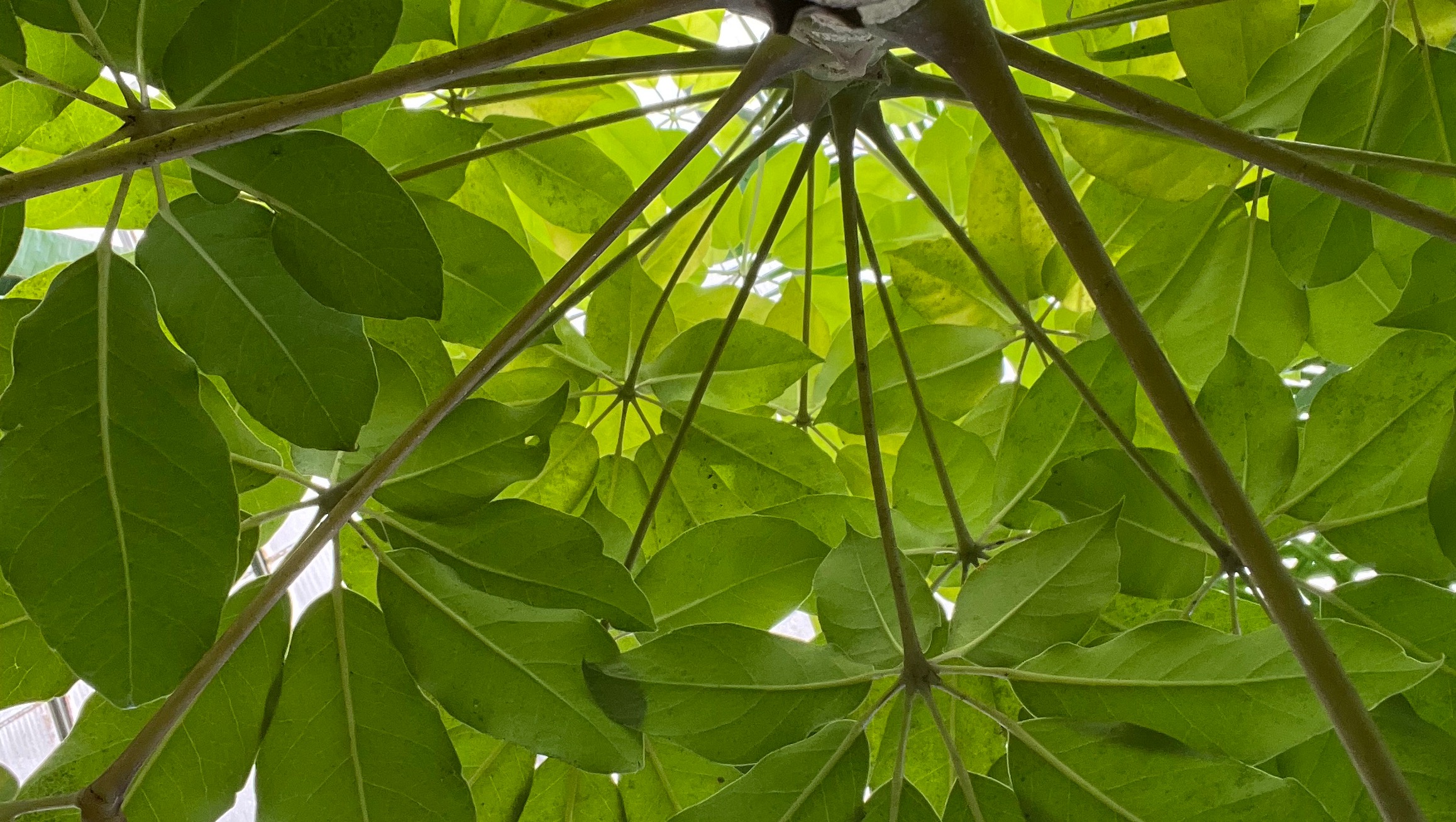 Fundraiser by Javier Prouty : Support Soren's Legacy: Build Homes in ...