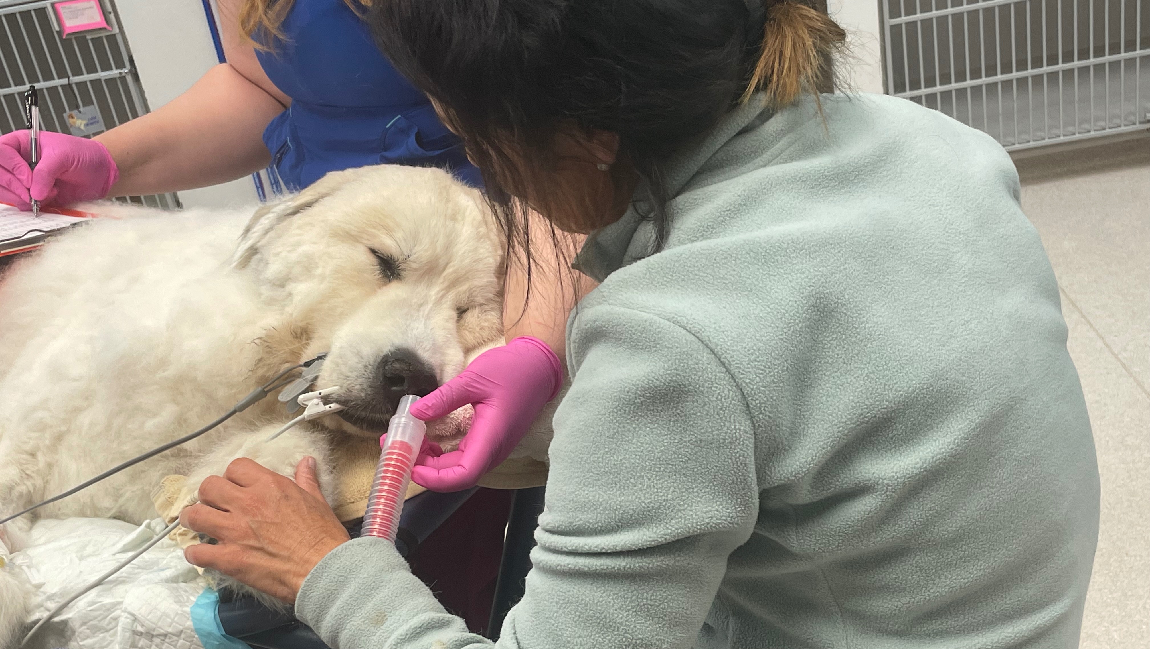 Fundraiser for Maria Yapur by Nicole Miller : Help Maria and Benjamin ...