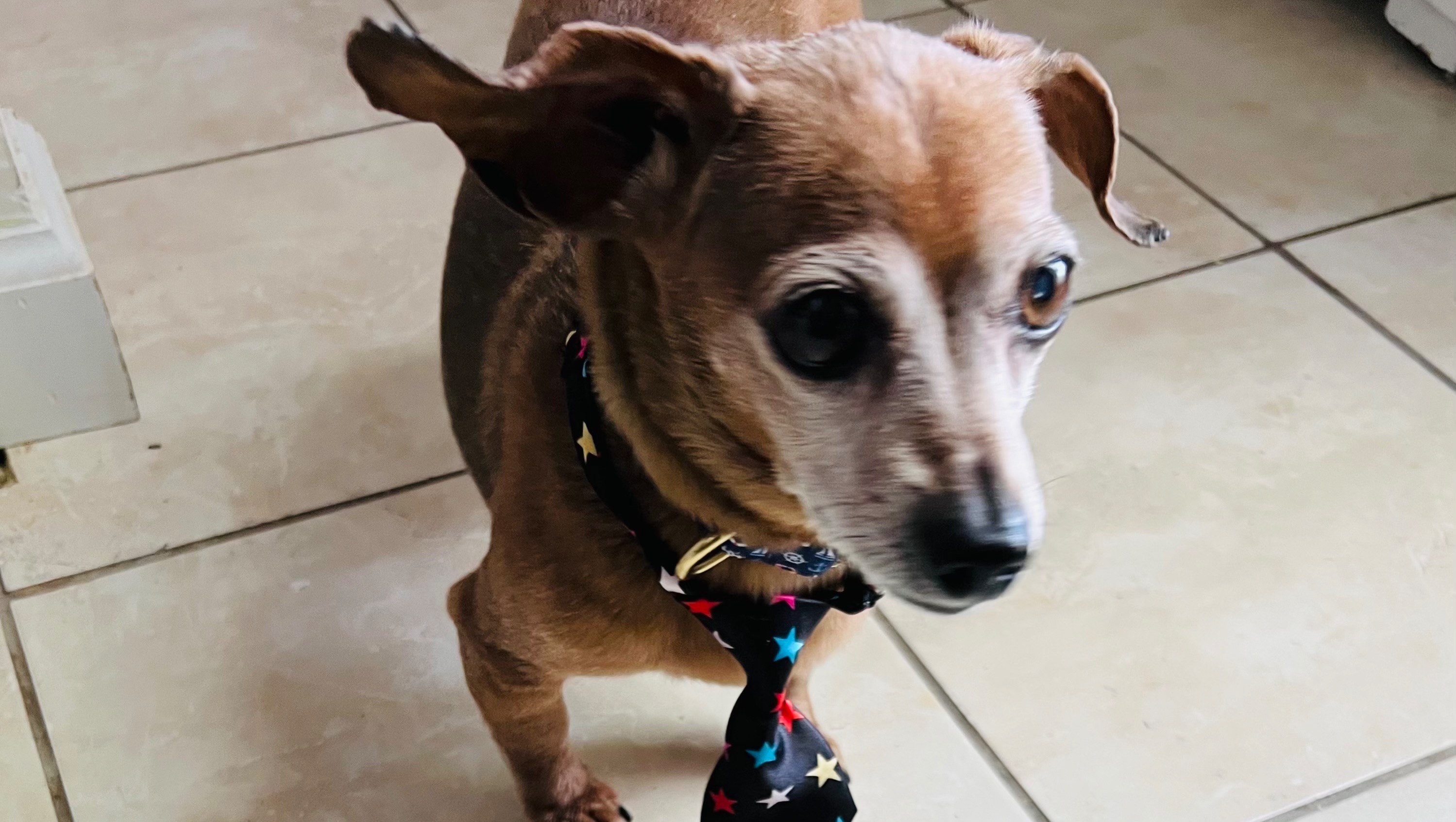 Fundraiser by Jane Cowles : In Memory Of Pico - Protect Property From Deer