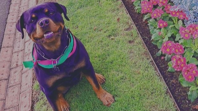 Fundraiser by Hannah Reidy : Pls Help Fiadh get the urgent hospital ...