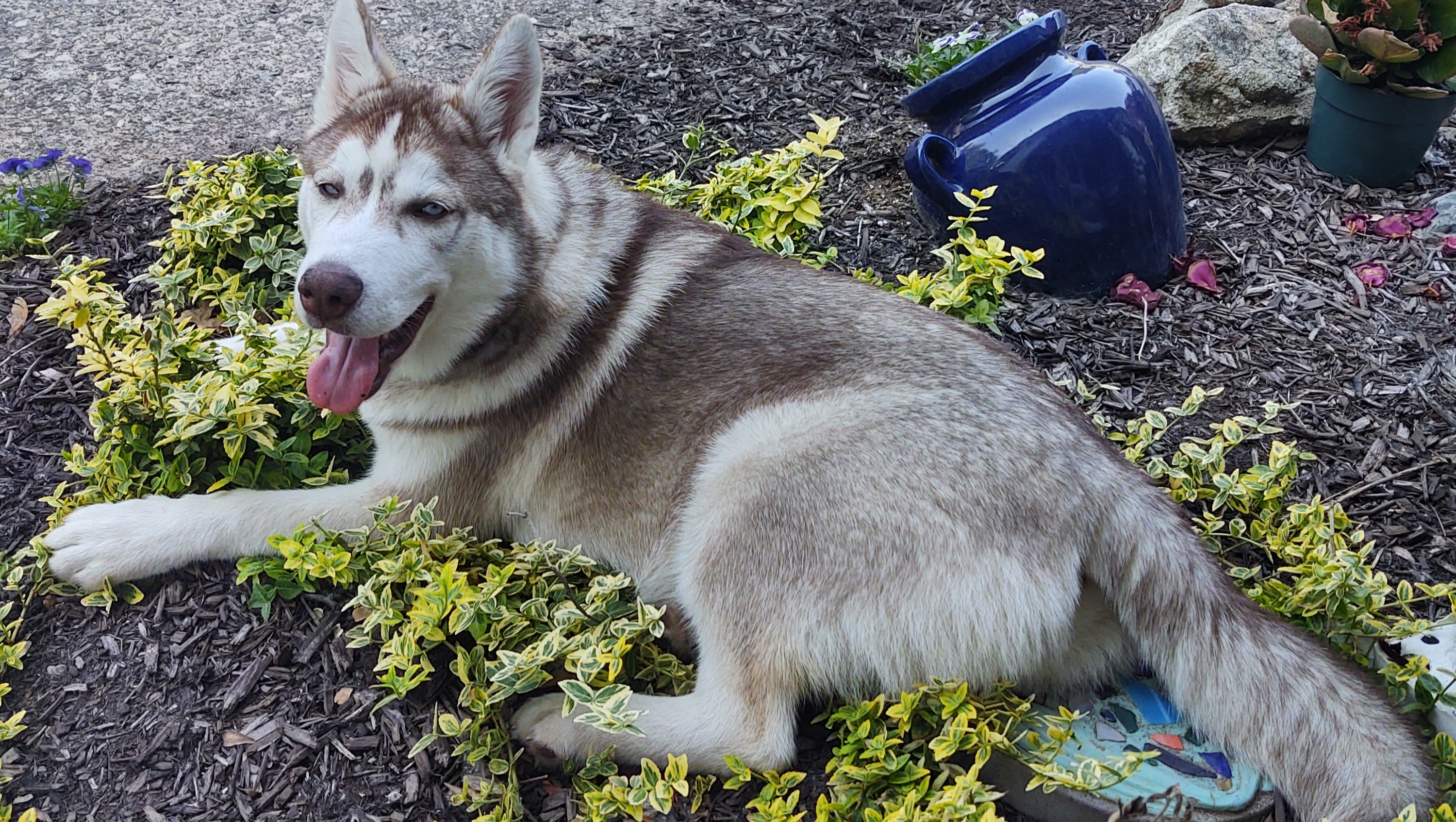 Fundraiser by Amy Mack : Help Freya, the Husky, Overcome Her Health ...