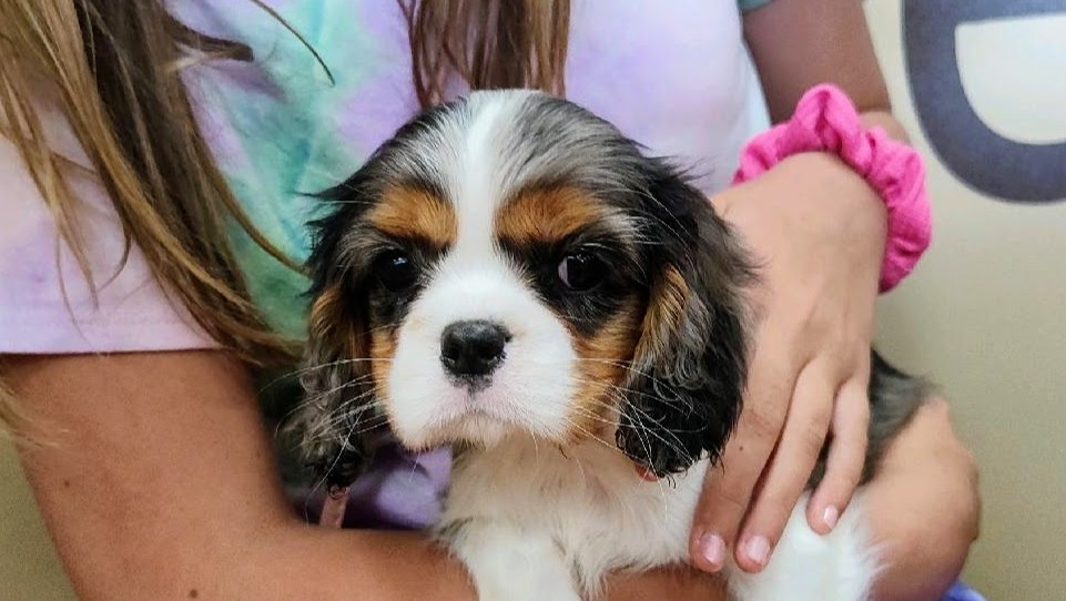 Fundraiser by Jessica Ford : Help Juliana Bring Home Her Dream Puppy