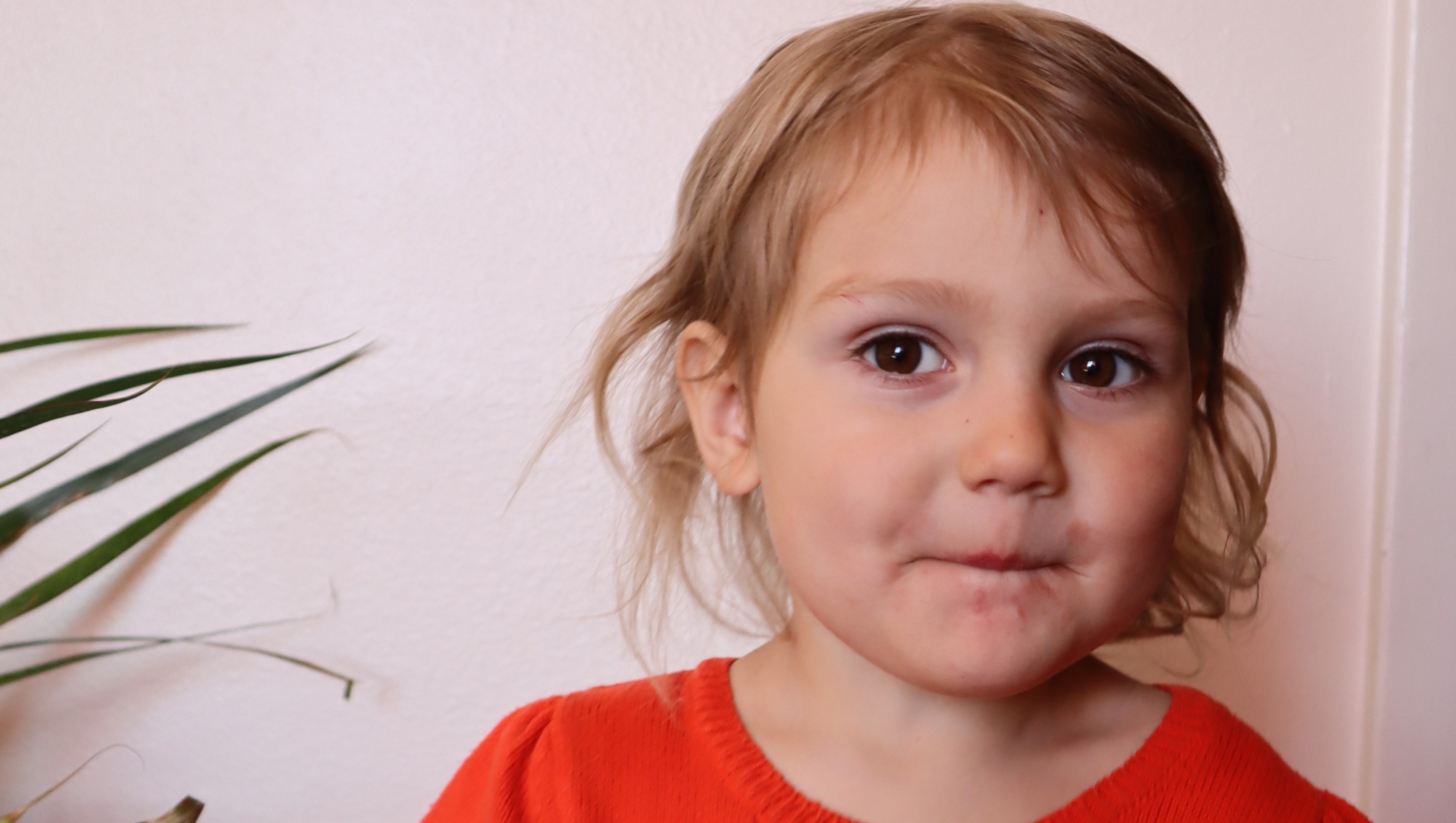 Fundraiser by Willow Ryan : Support Willow & Fern's Legal Journey