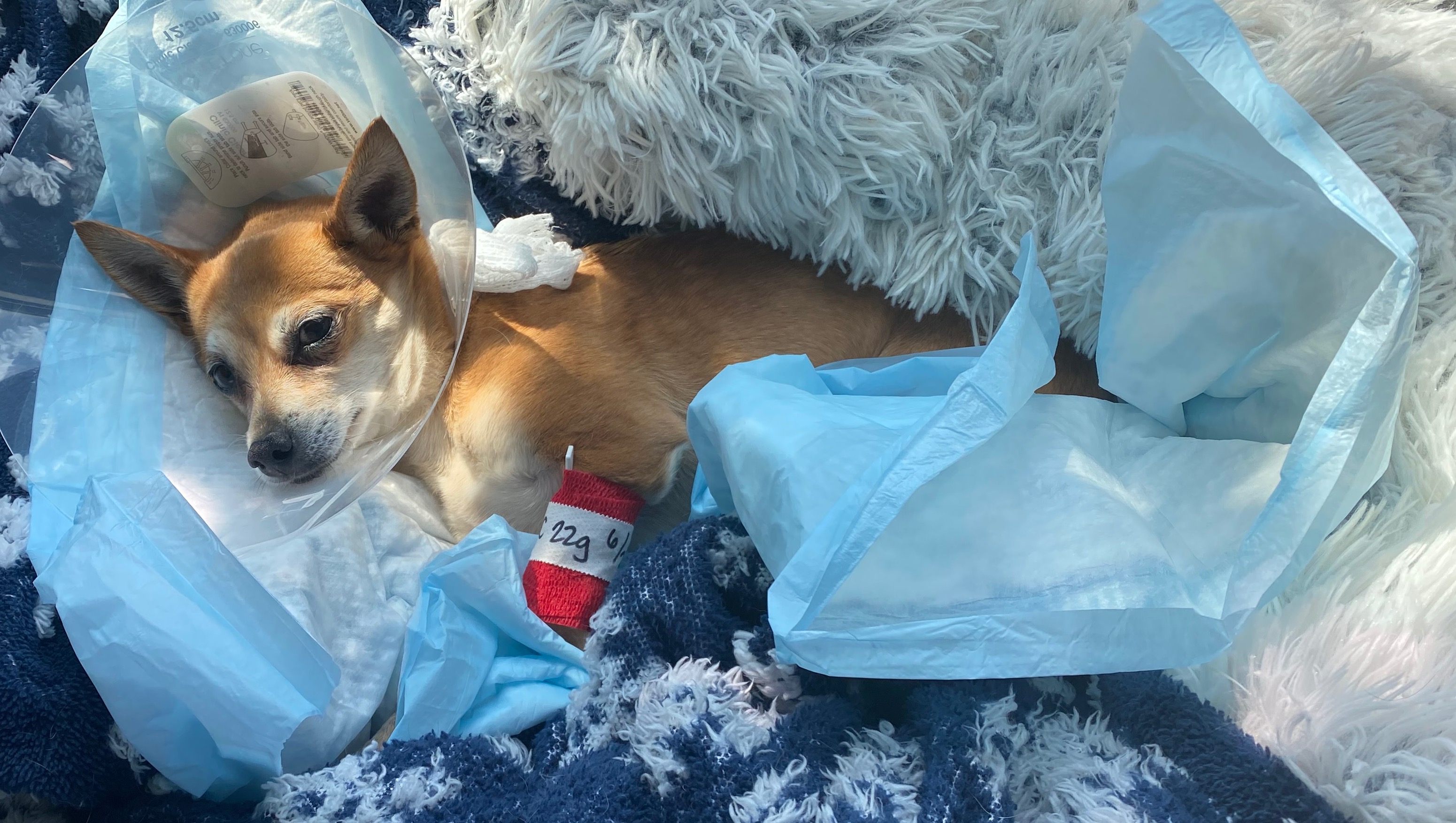 Fundraiser by Calvin Larson : Support Sienna's Medical Bills After a ...