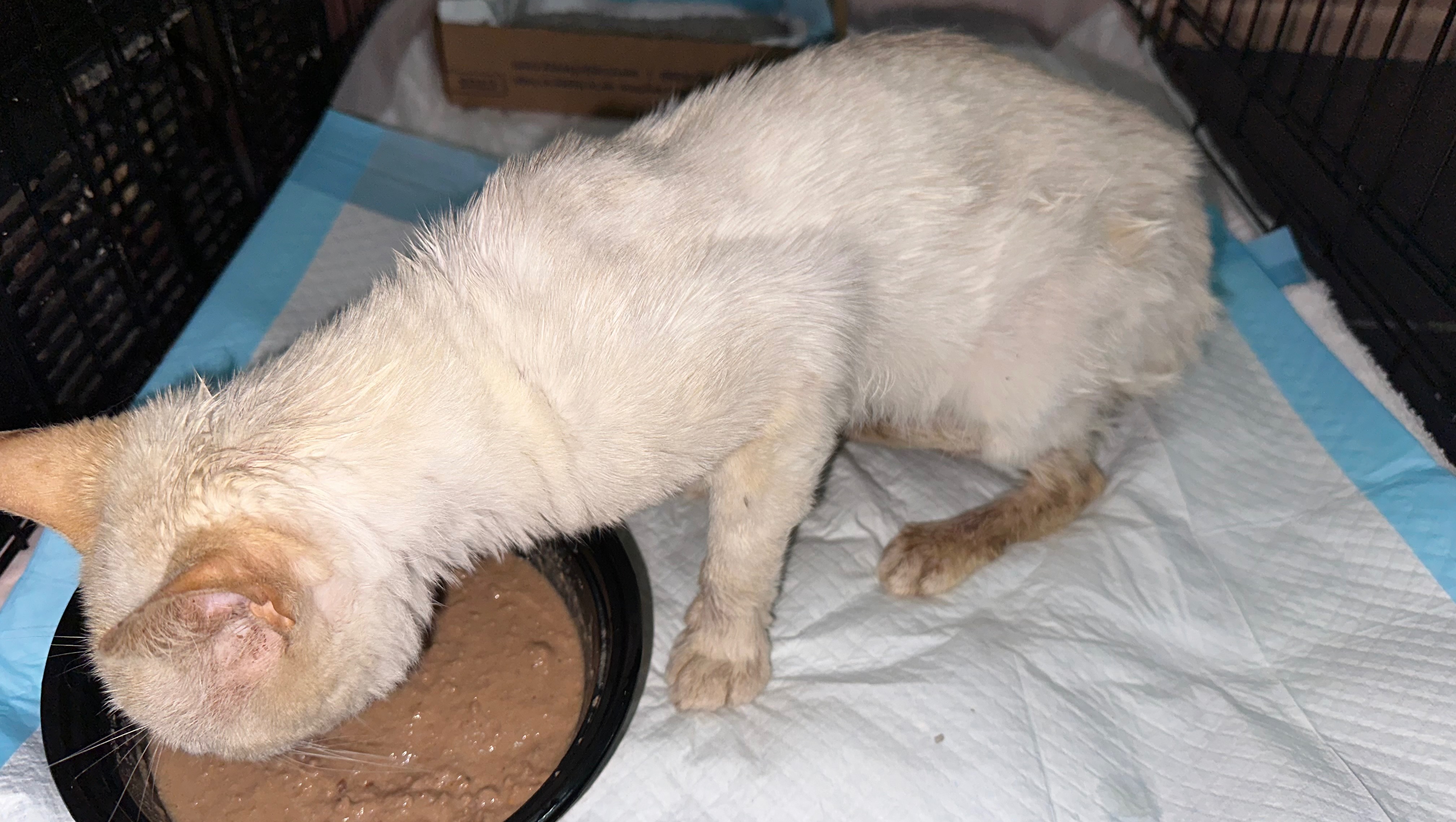 Fundraiser by Anush Gauthier : Support Whitey's Journey to Recovery