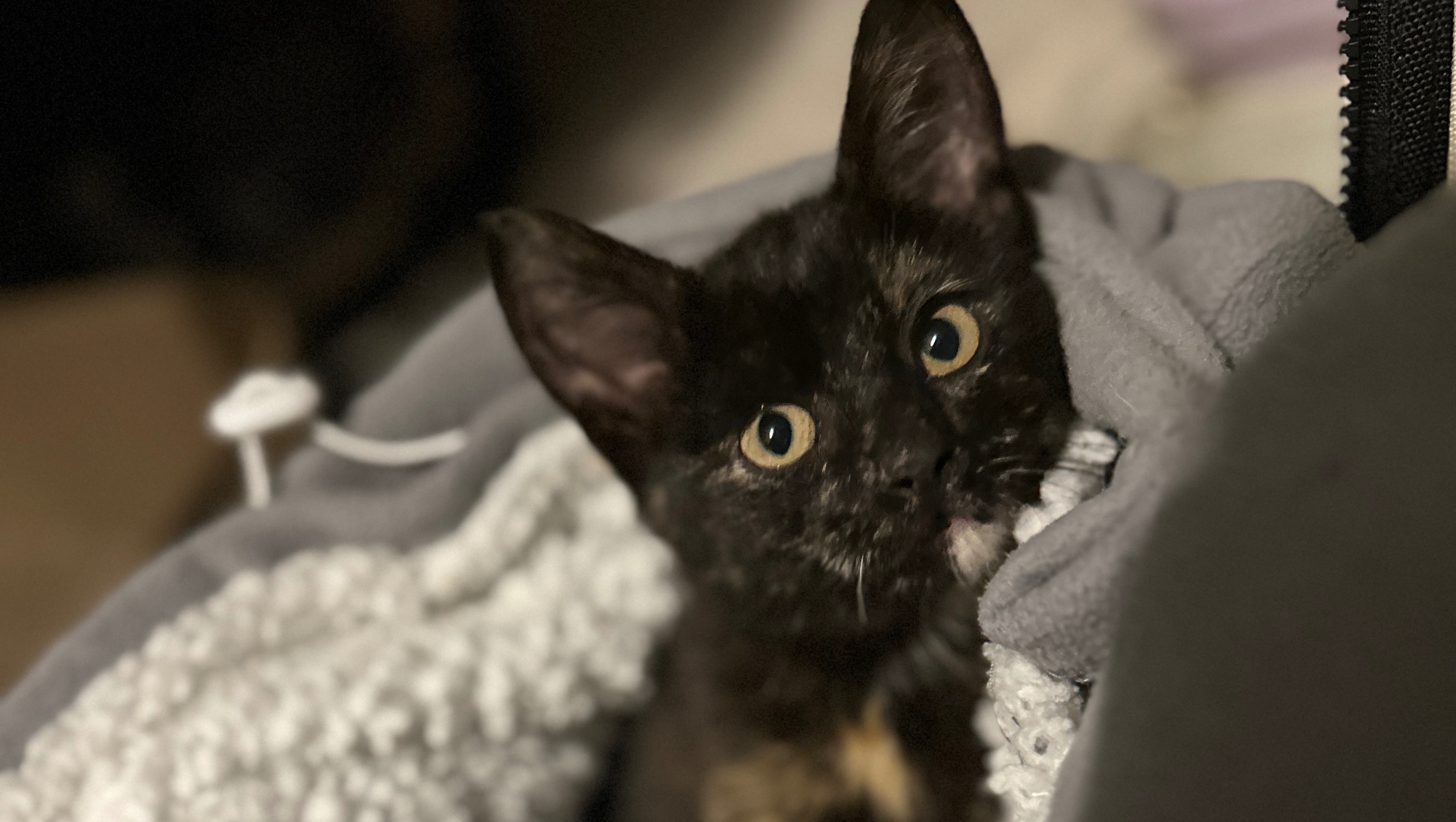 Fundraiser by Jessica Freitag : Join Nyx's Fight for Survival