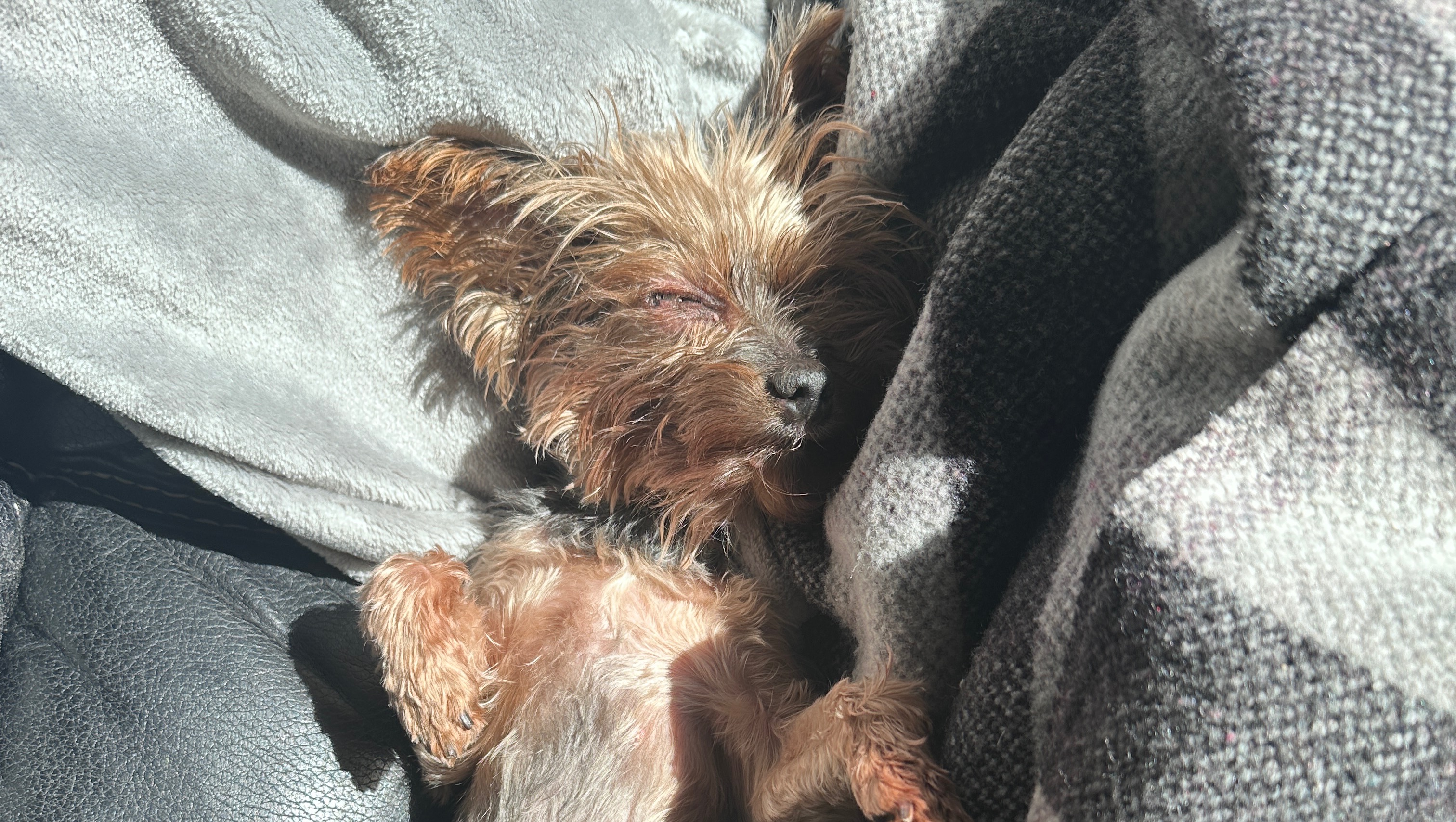 Fundraiser by Alexandra Ferrier : help fight Nahla’s battle with pneumonia